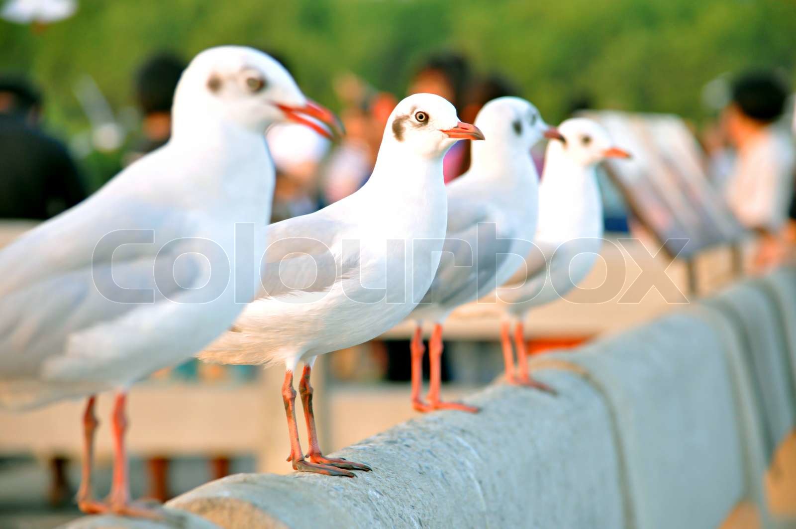 Beautiful birds standing in a row | Stock image | Colourbox