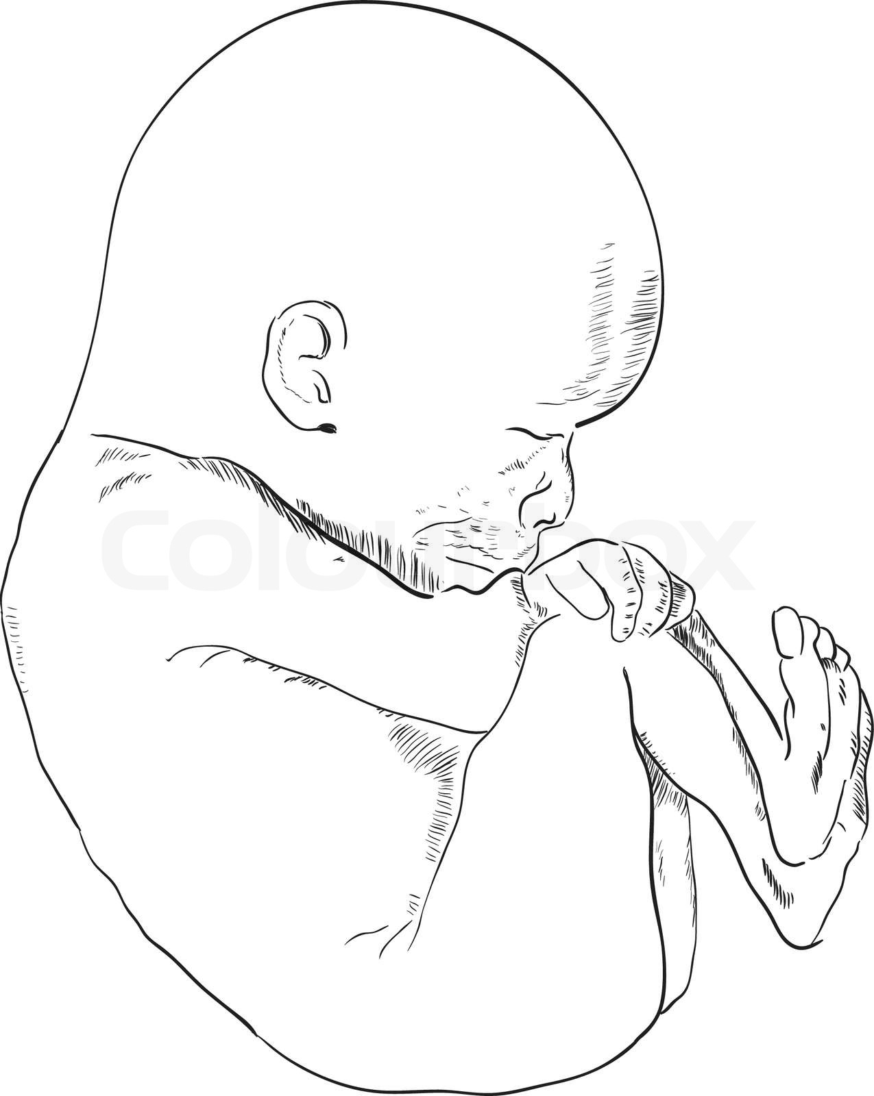 Human Fetus Drawing