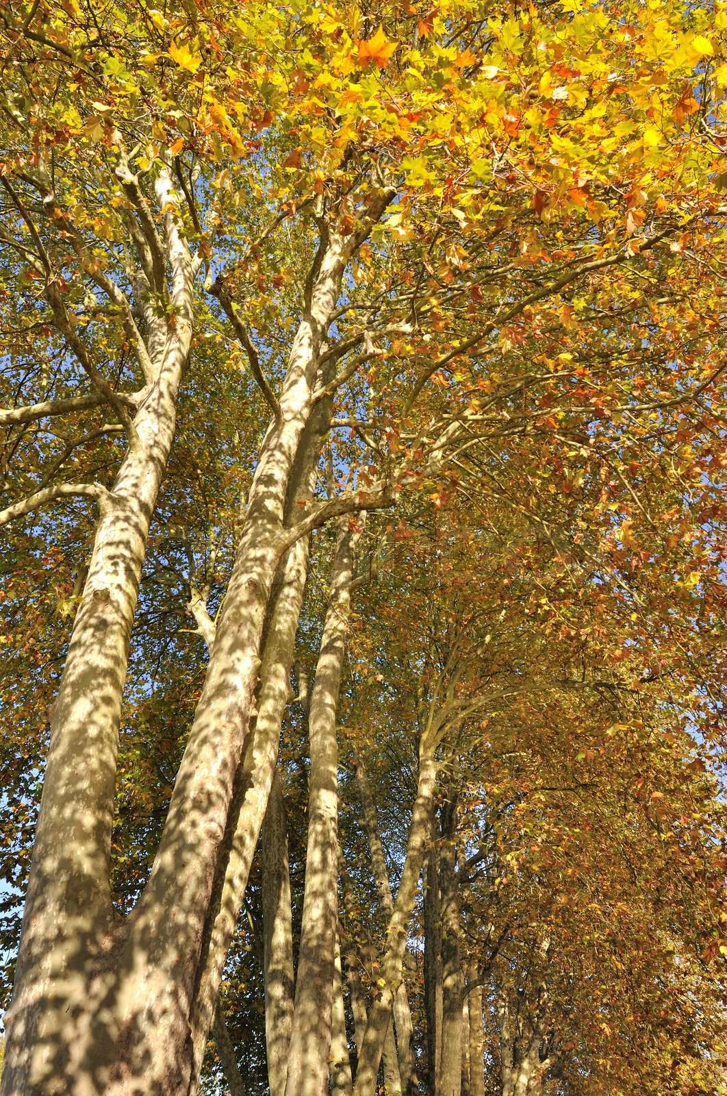 large sycamore | Stock image | Colourbox
