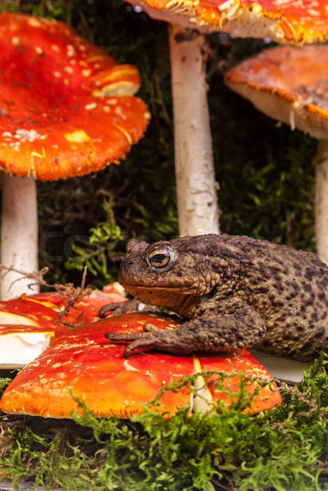 Toad is sitting on amanita | Stock image | Colourbox