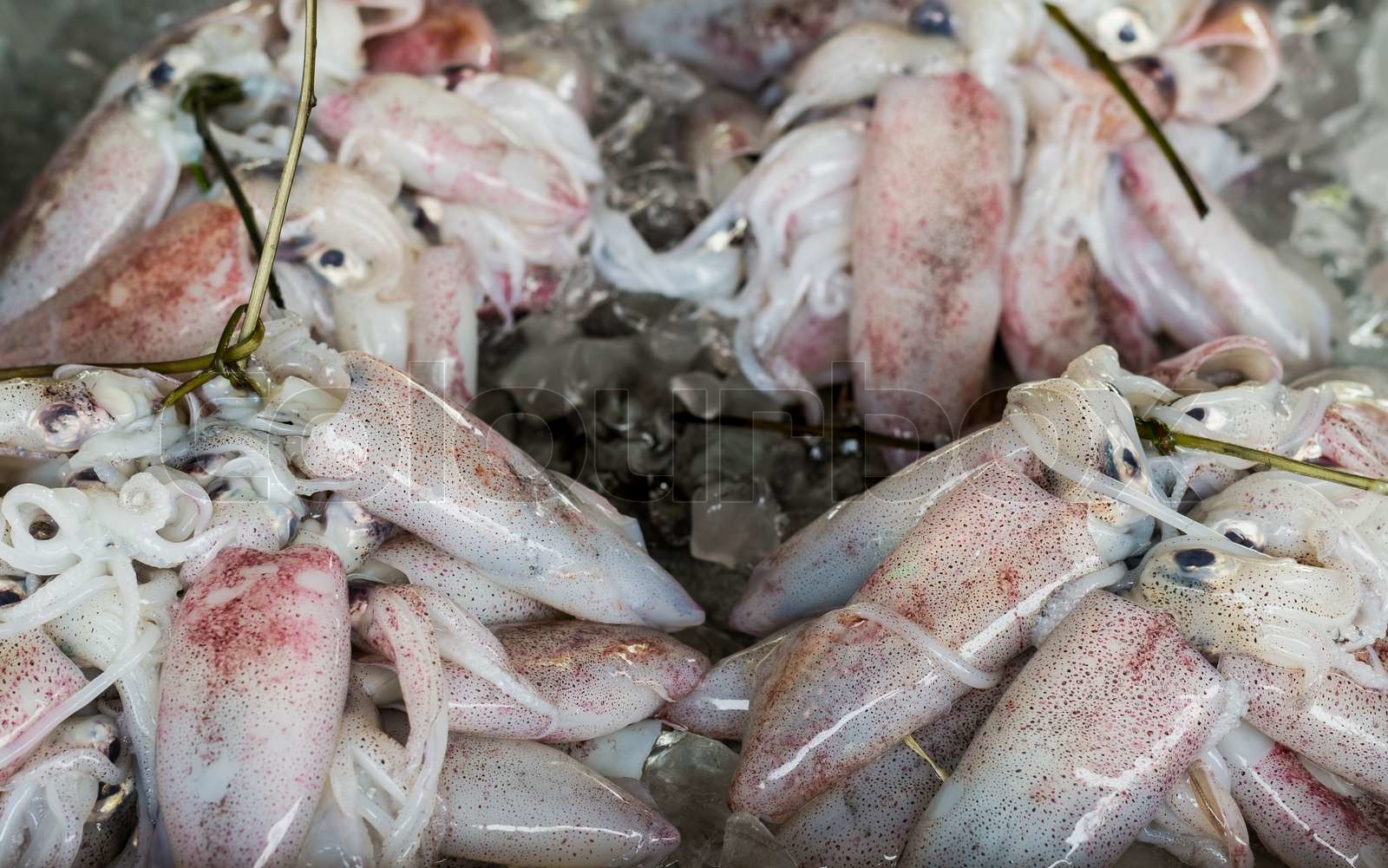 frozen cuttlefish | Stock image | Colourbox