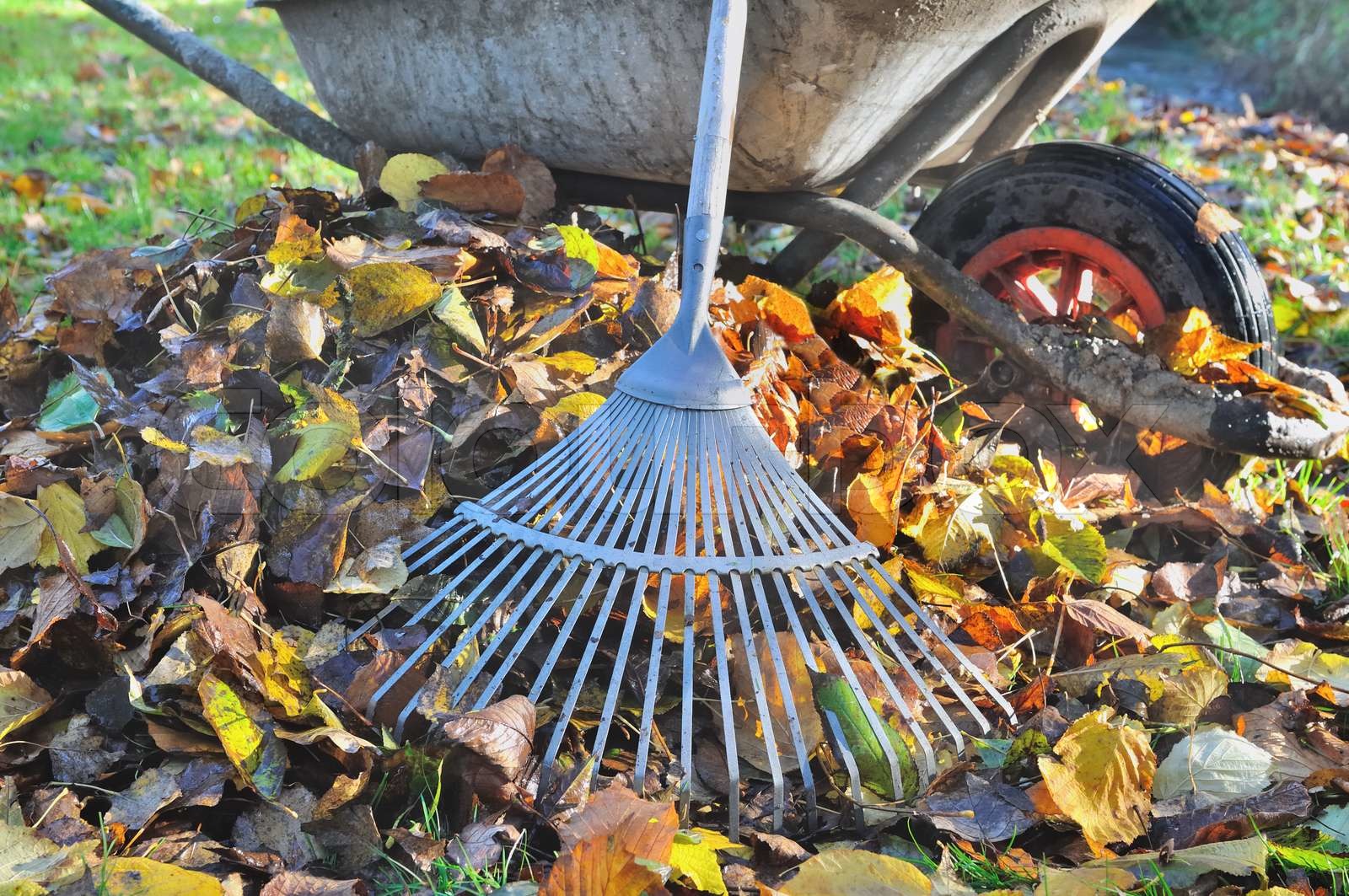 collecting leaves in garden | Stock image | Colourbox