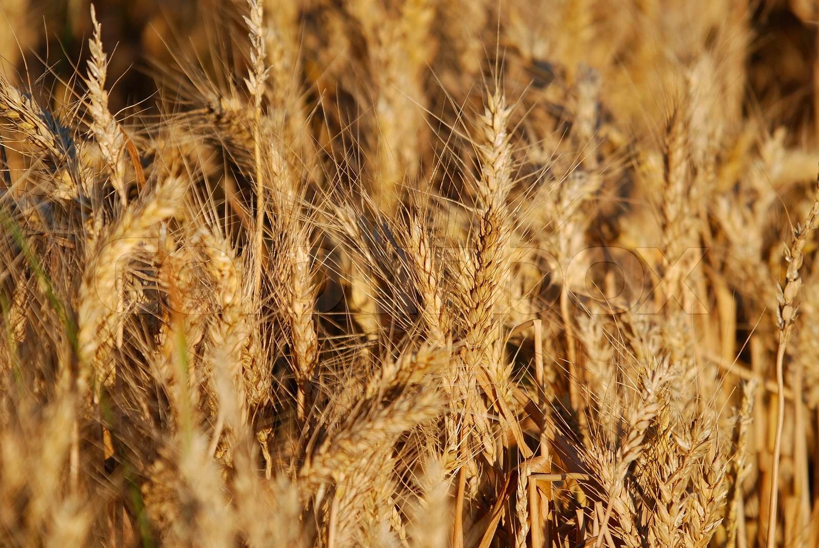 wheat | Stock image | Colourbox