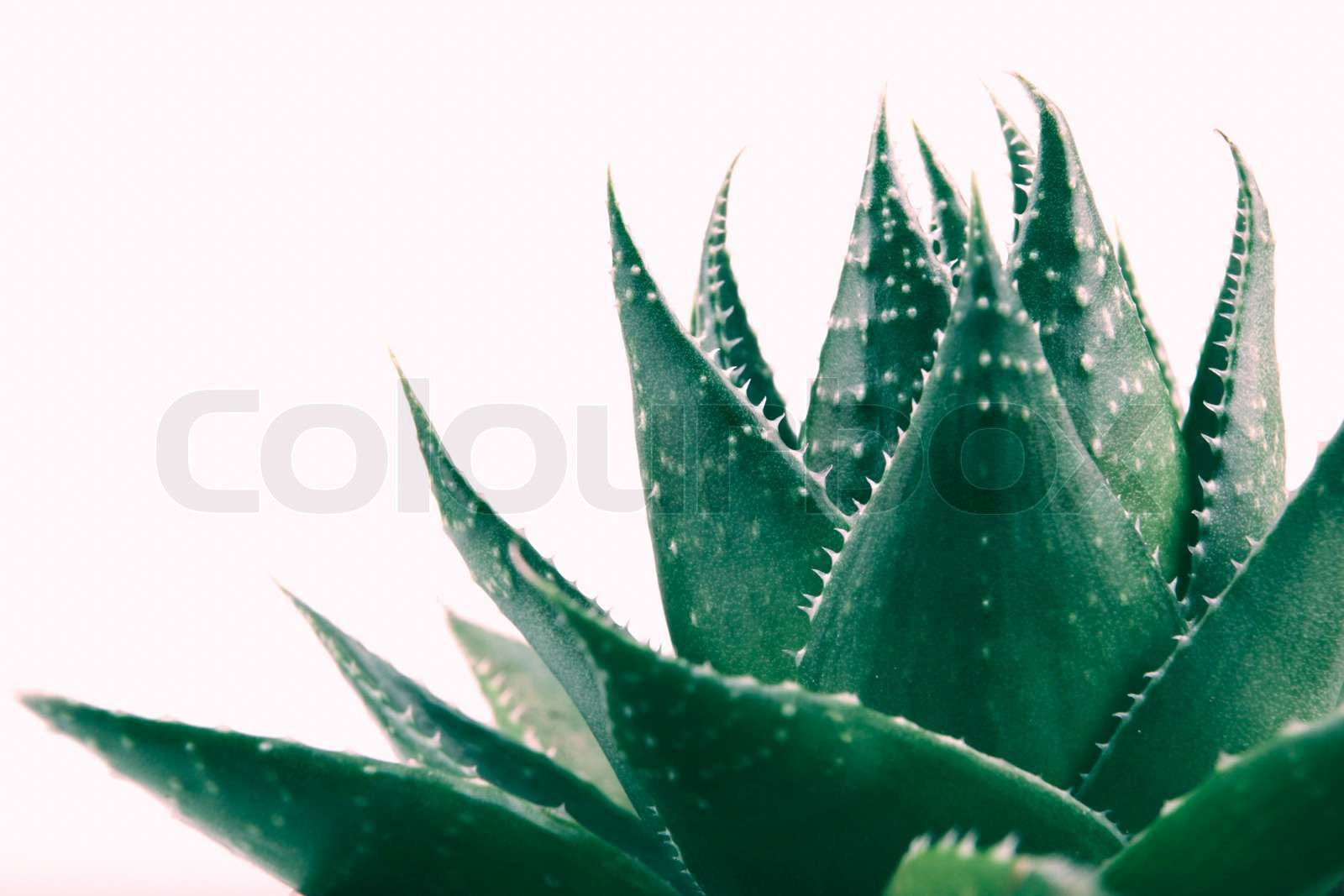 Aloe vera | Stock image | Colourbox