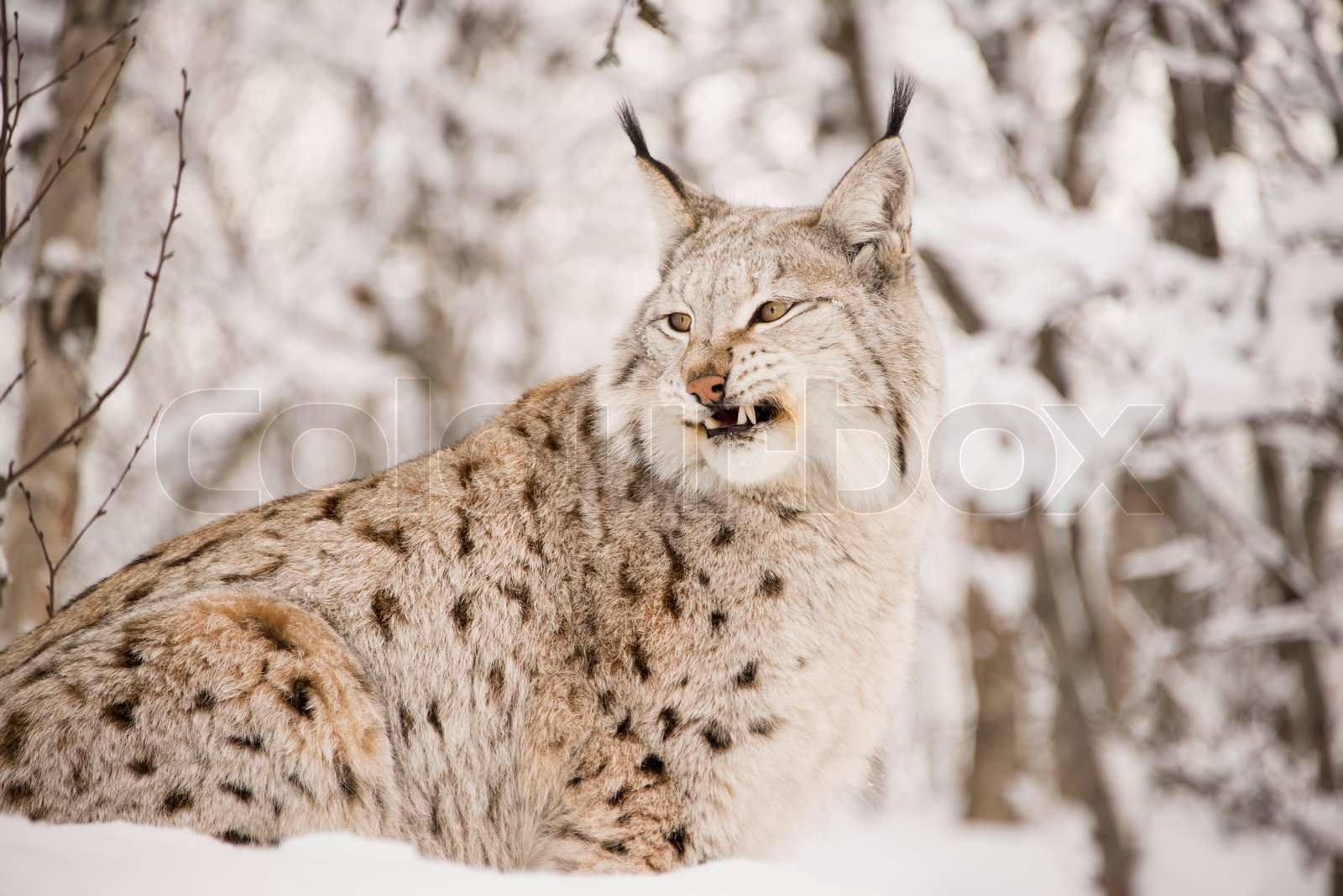 Lynx snarling | Stock image | Colourbox