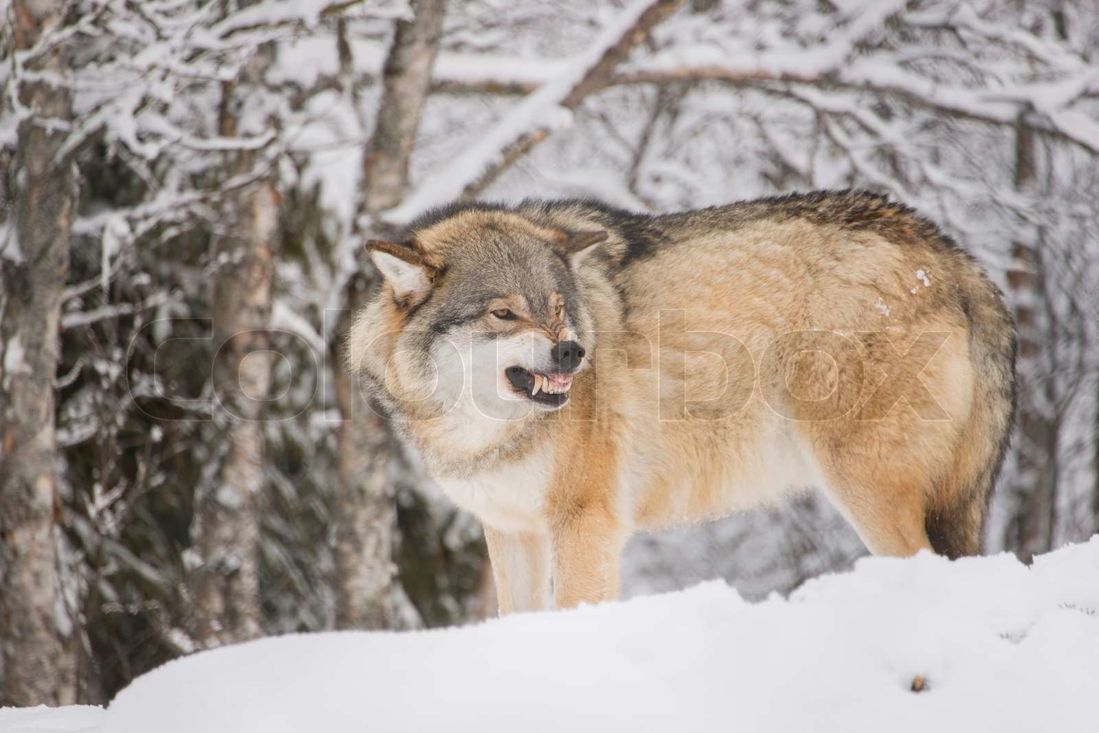 Wolf snarling | Stock image | Colourbox