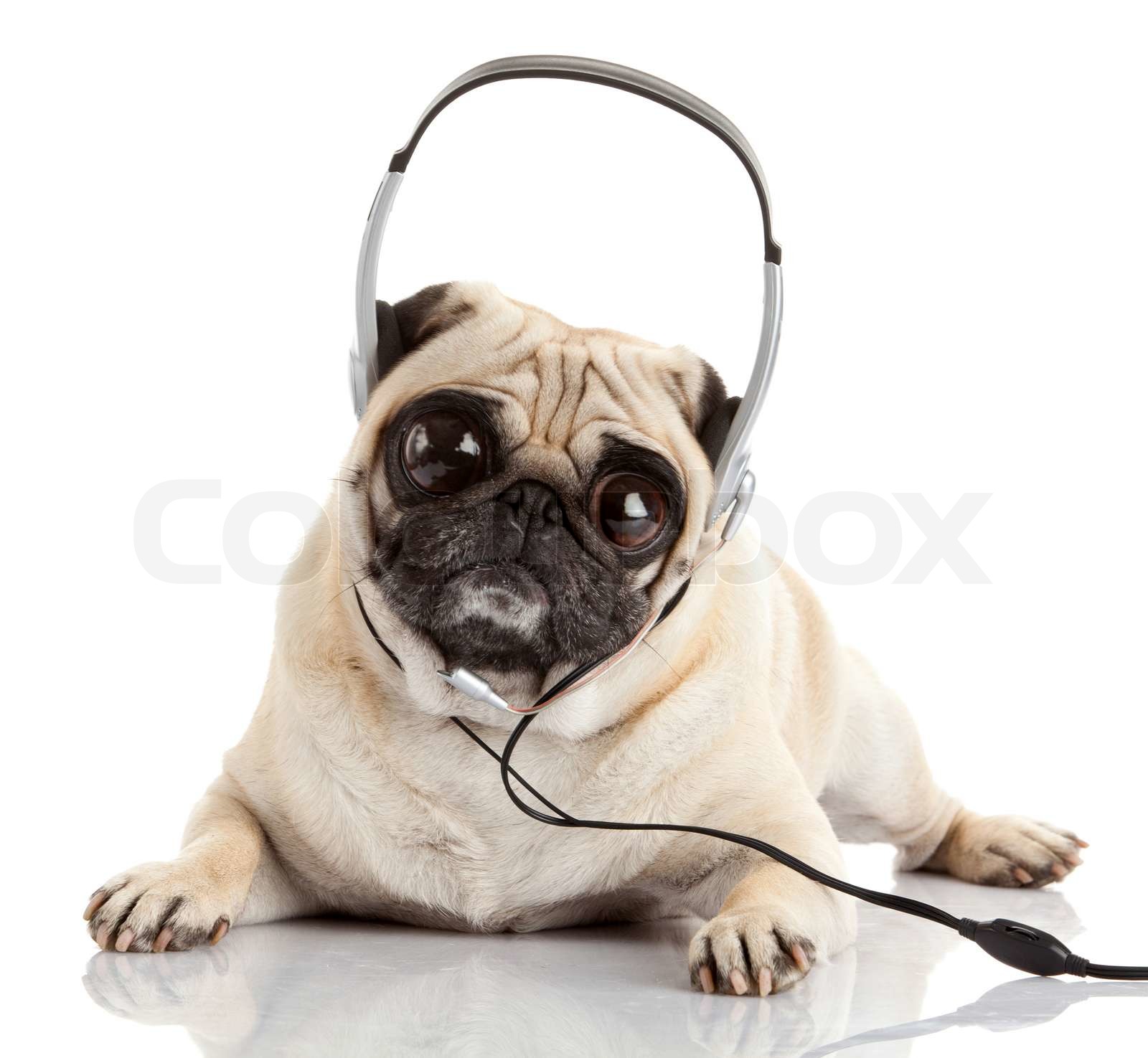 dog listening to music. Pug Dog with big eyes isolated on White ...