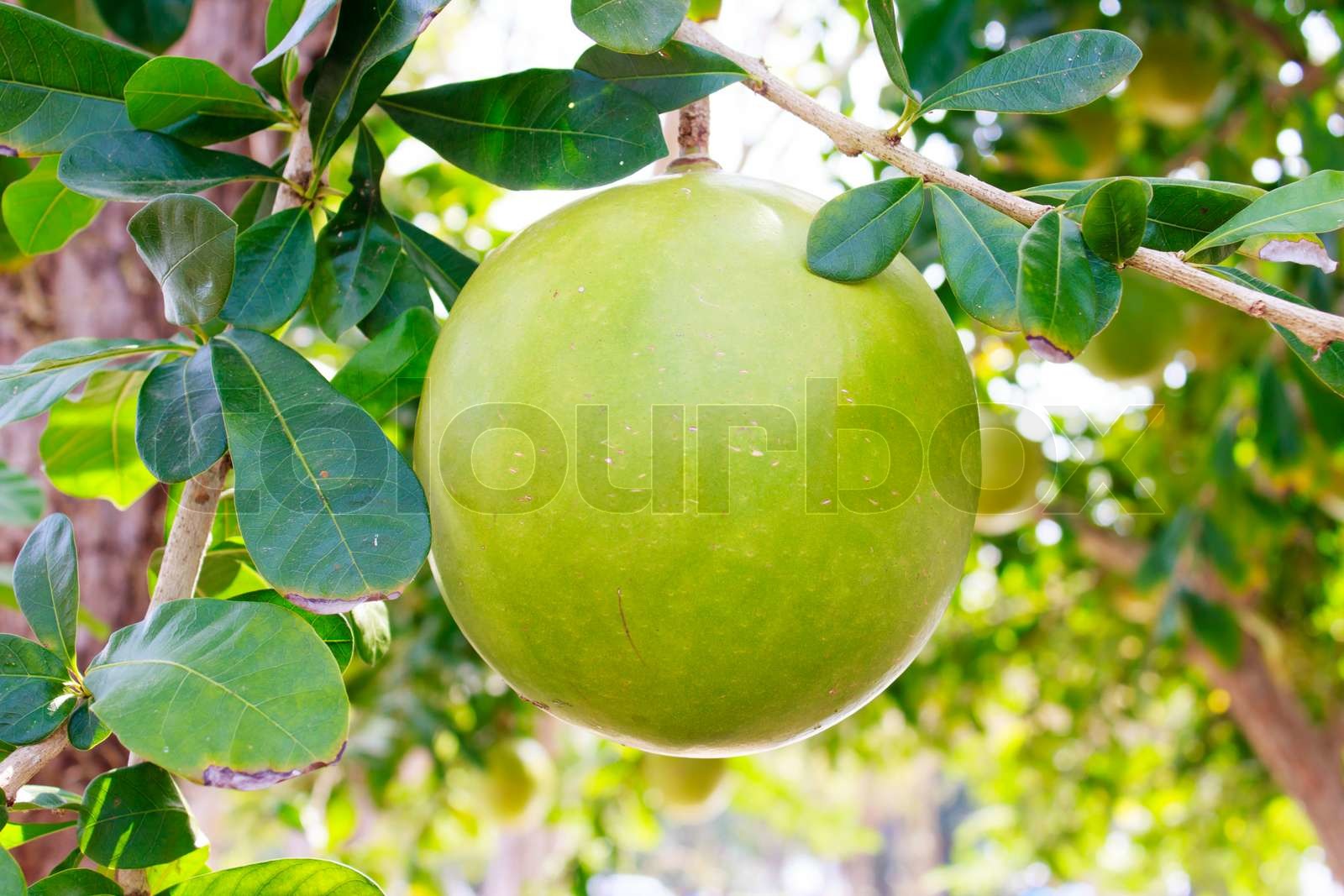 Calabash Tree and Fruit | Stock image | Colourbox
