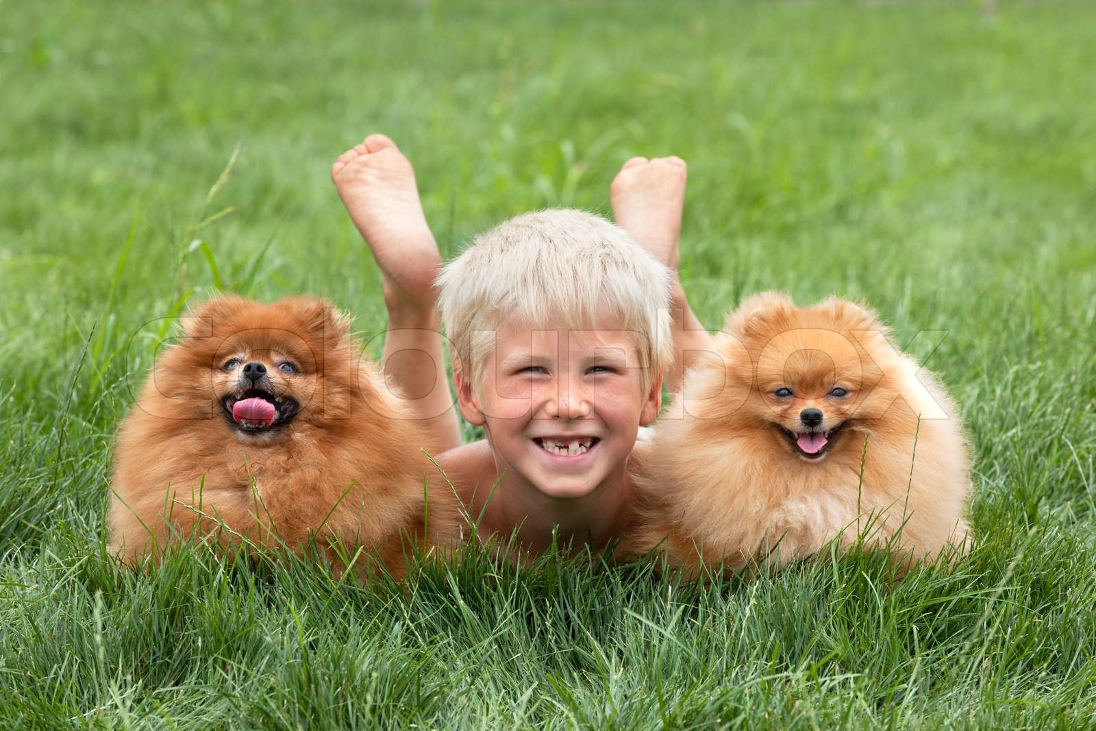 Young boy with two dogs | Stock image | Colourbox