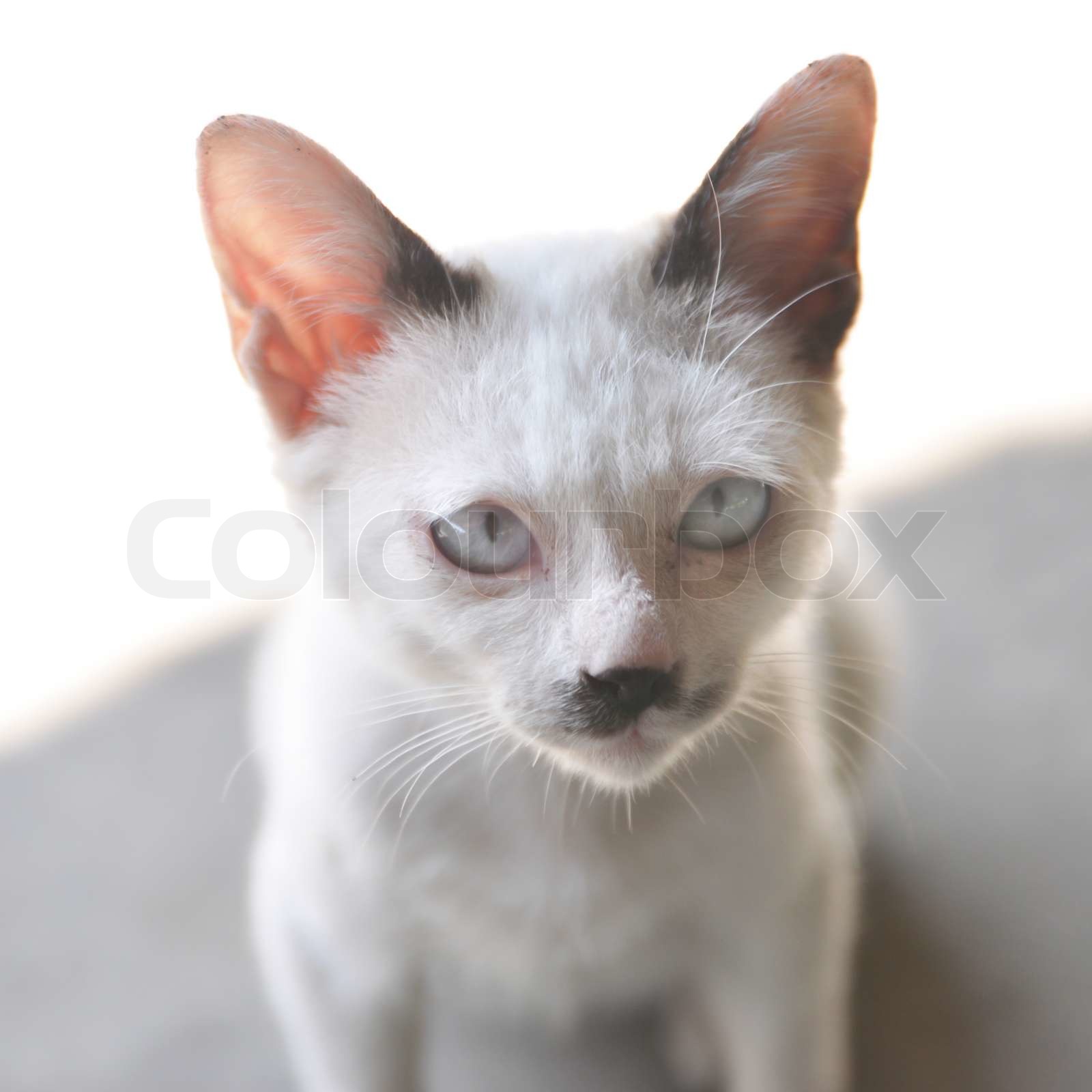 Cat Looking At Camera | Stock image | Colourbox