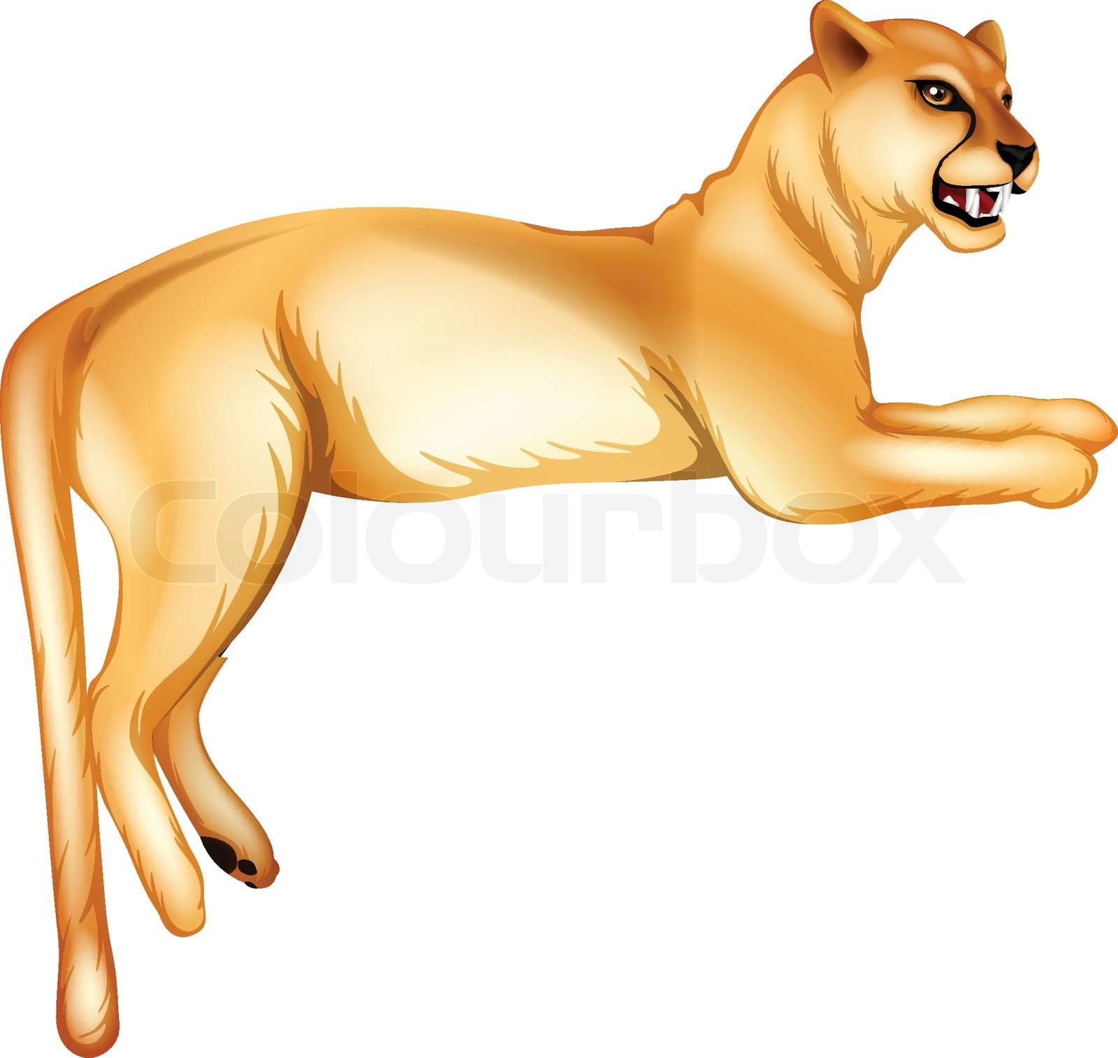 panter, dyr, puma | Stock vektor | Colourbox