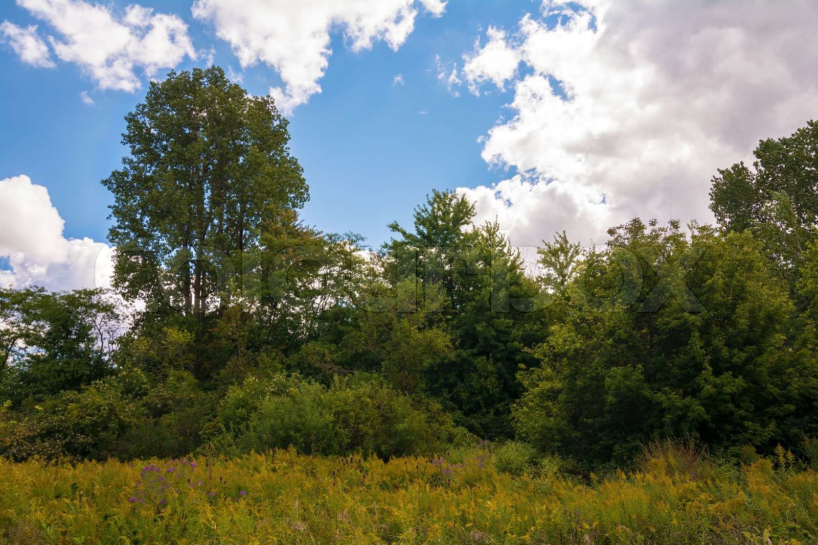 Ohio Prairie | Stock image | Colourbox