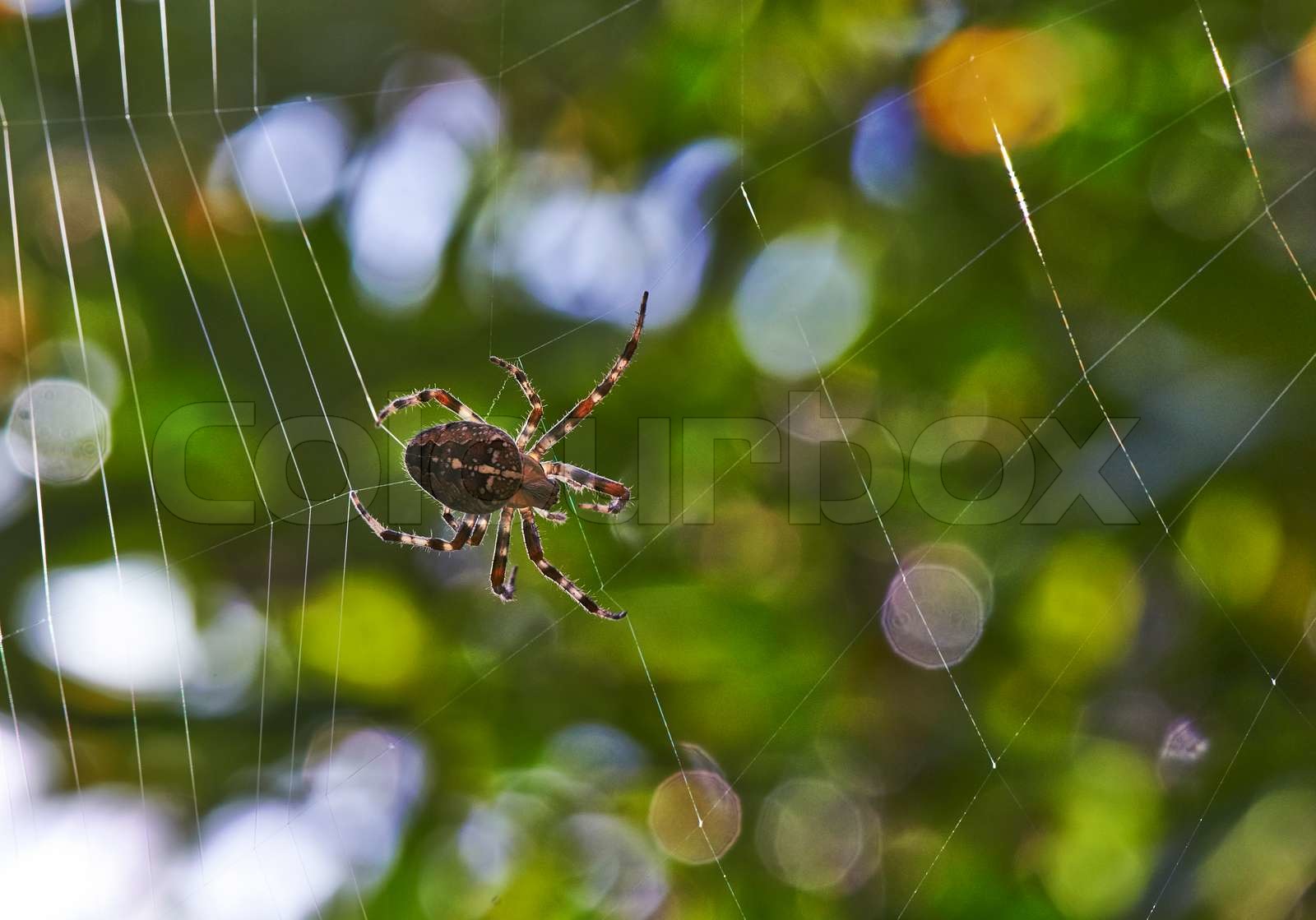 Spinne Spinnen ihr Netz. | Stock Bild | Colourbox
