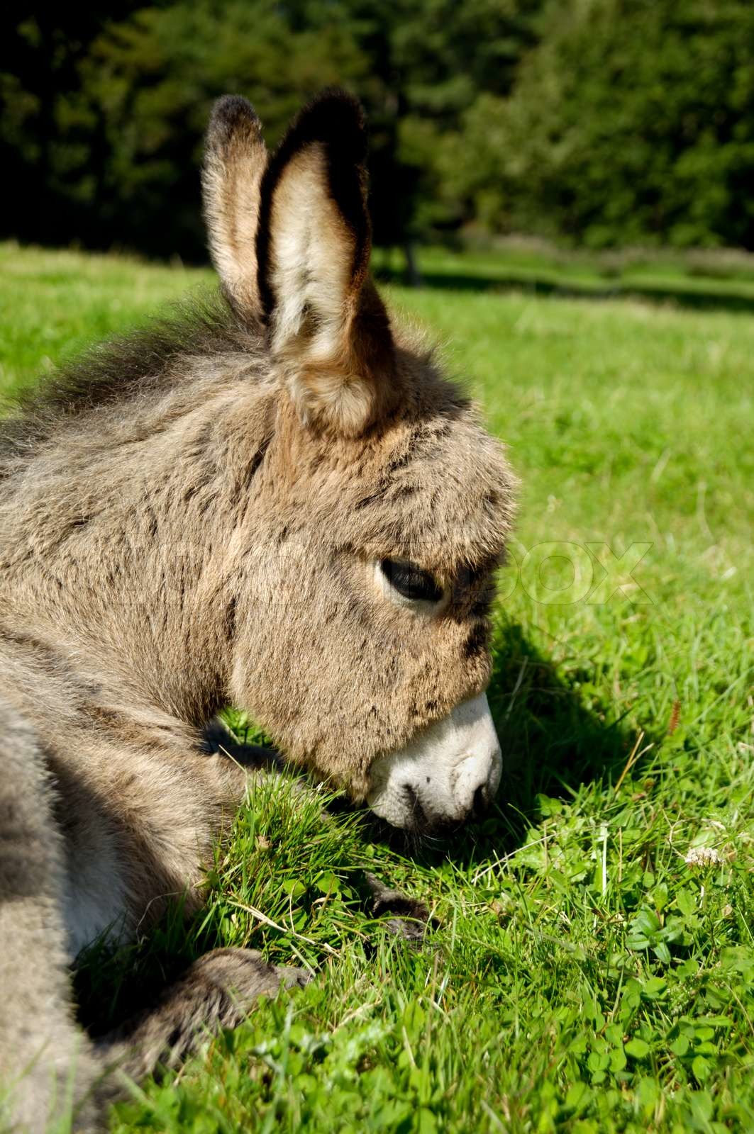 Sad donkey | Stock image | Colourbox