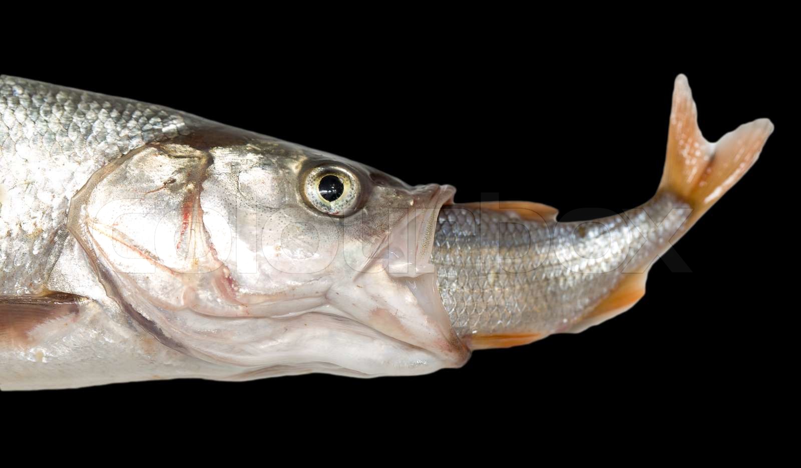 fish eating another fish | Stock image | Colourbox