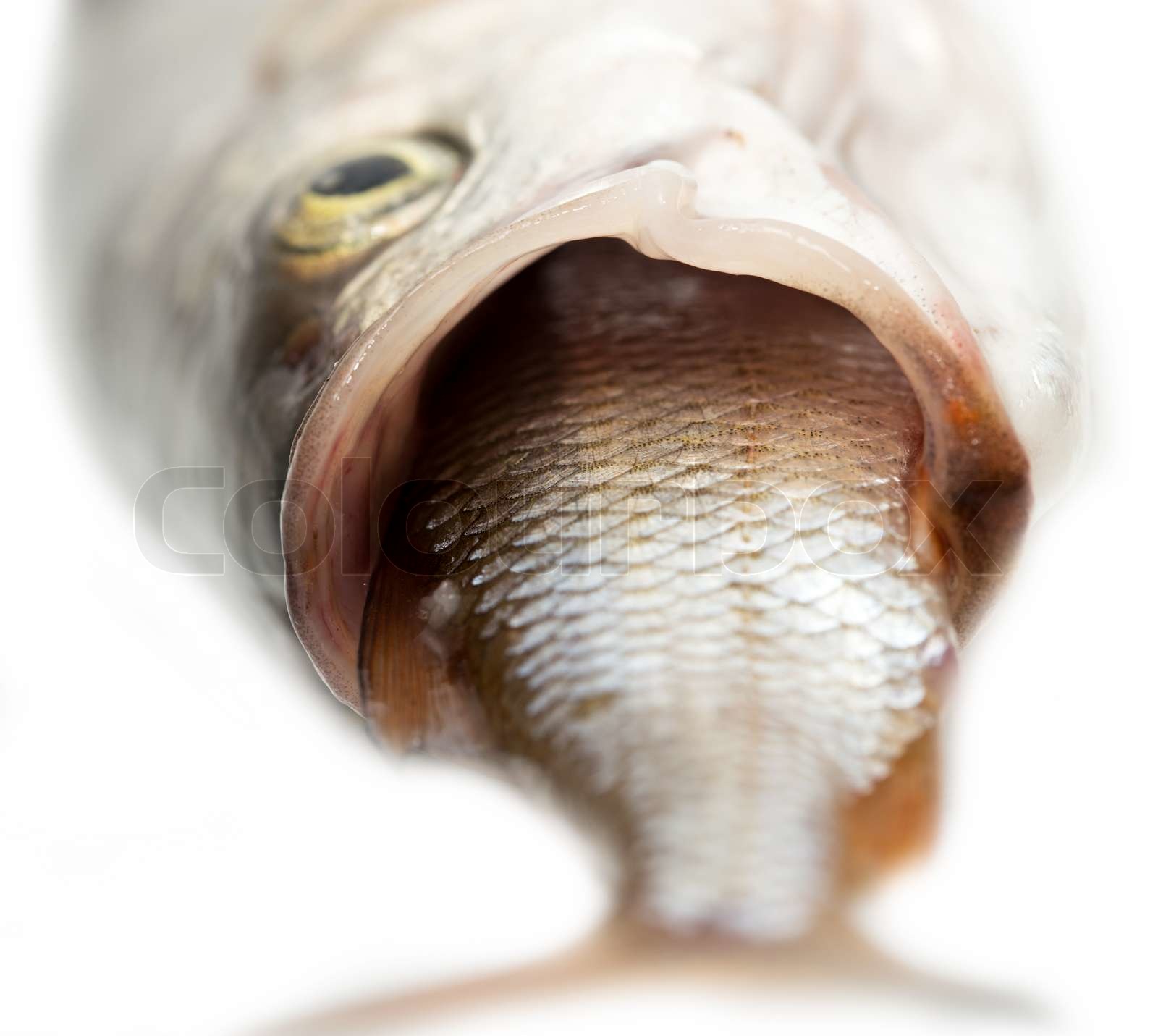 Fish Eating Another Fish