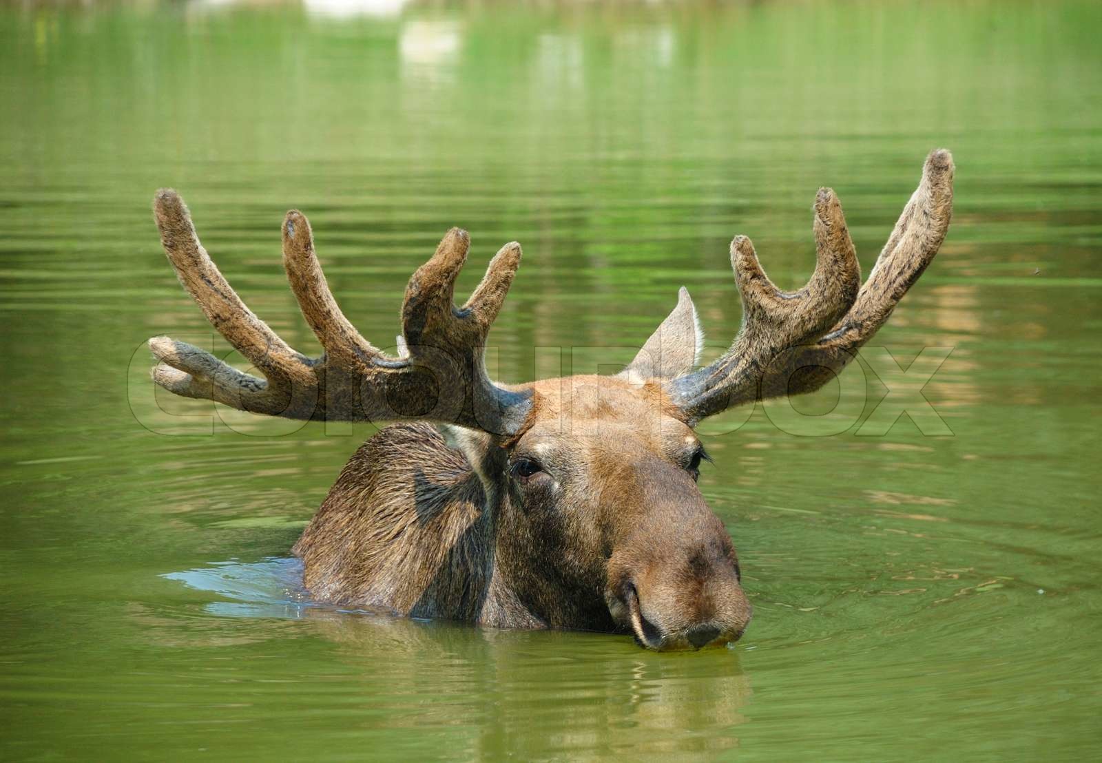 Moose swimming in lake | Stock image | Colourbox