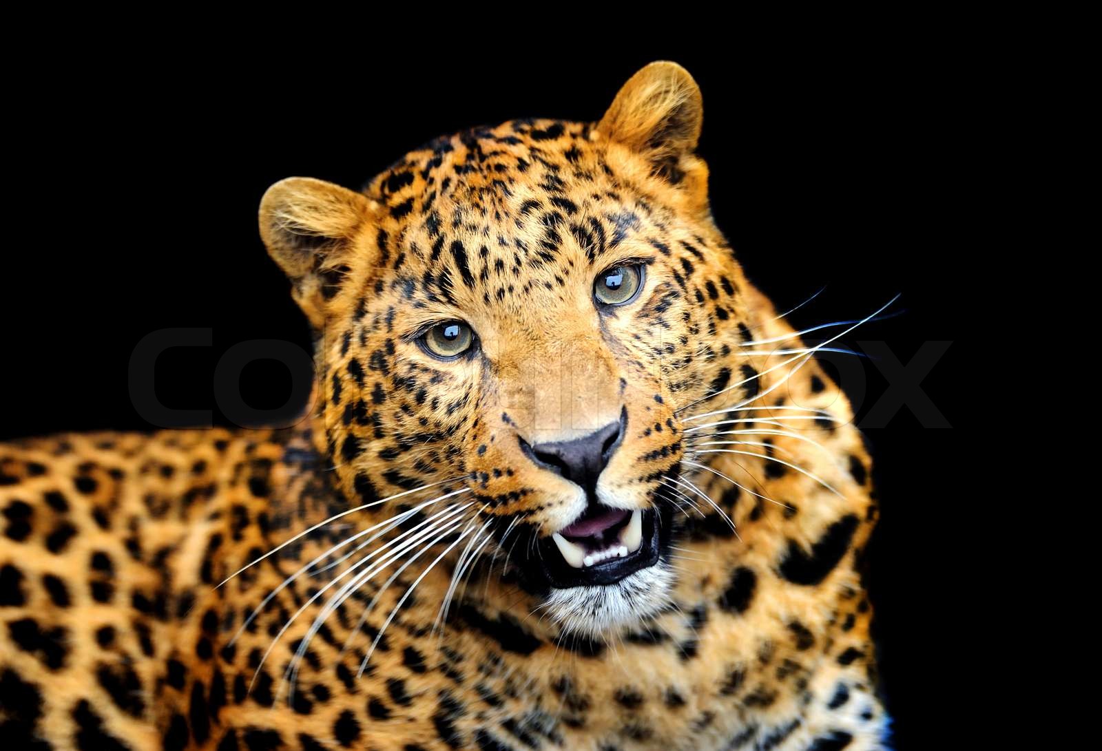 Leopard | Stock image | Colourbox