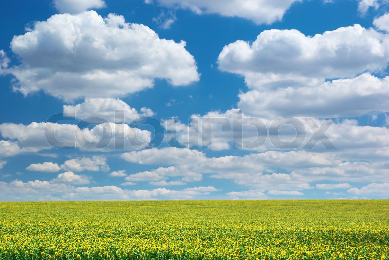 große Feld von Sonnenblumen. | Stock Bild | Colourbox