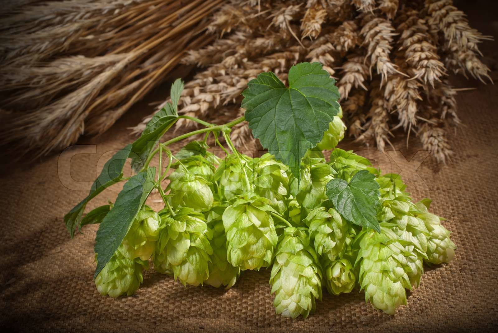 Hops | Stock image | Colourbox