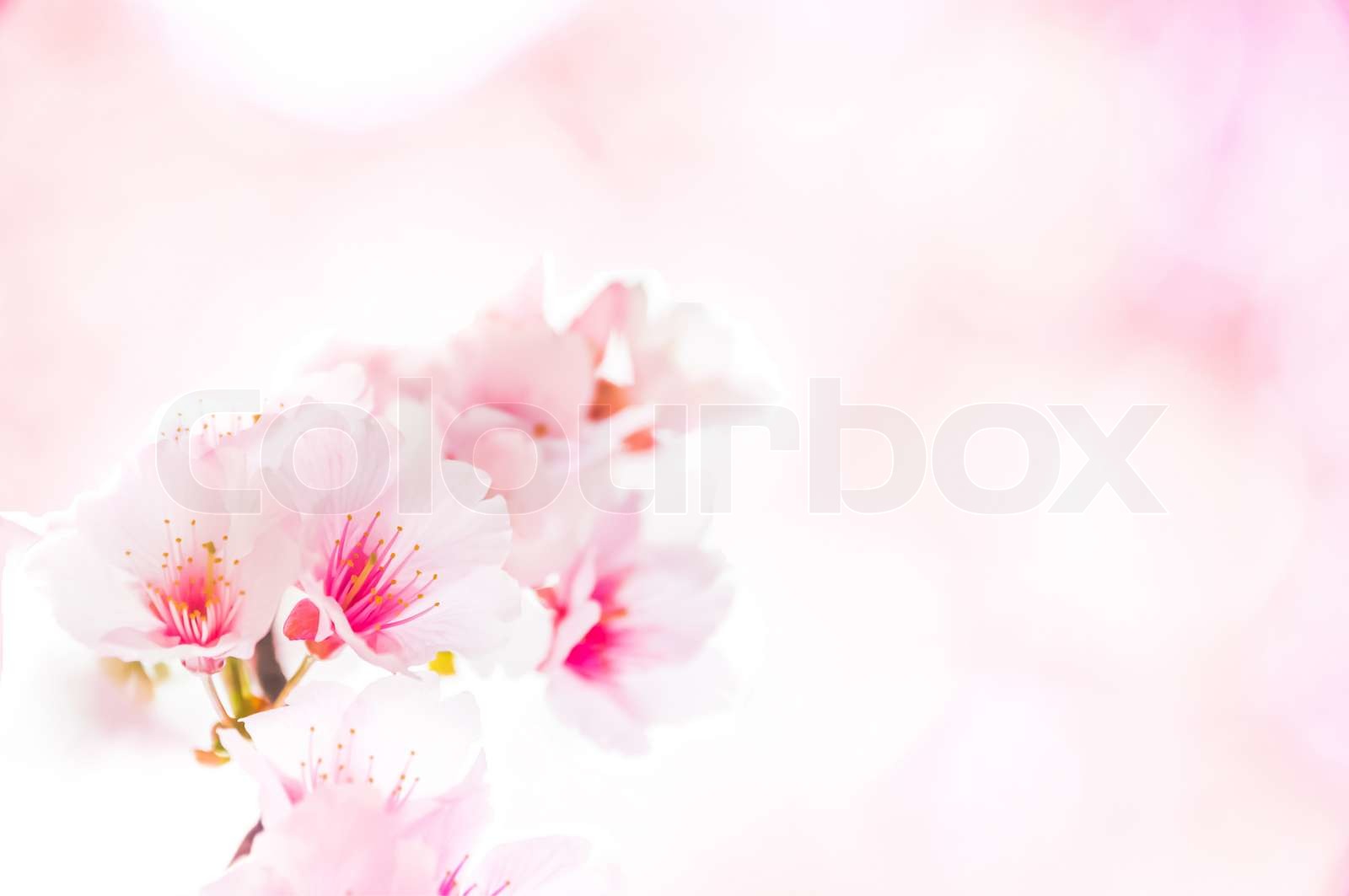 Sakura Template | Stock image | Colourbox