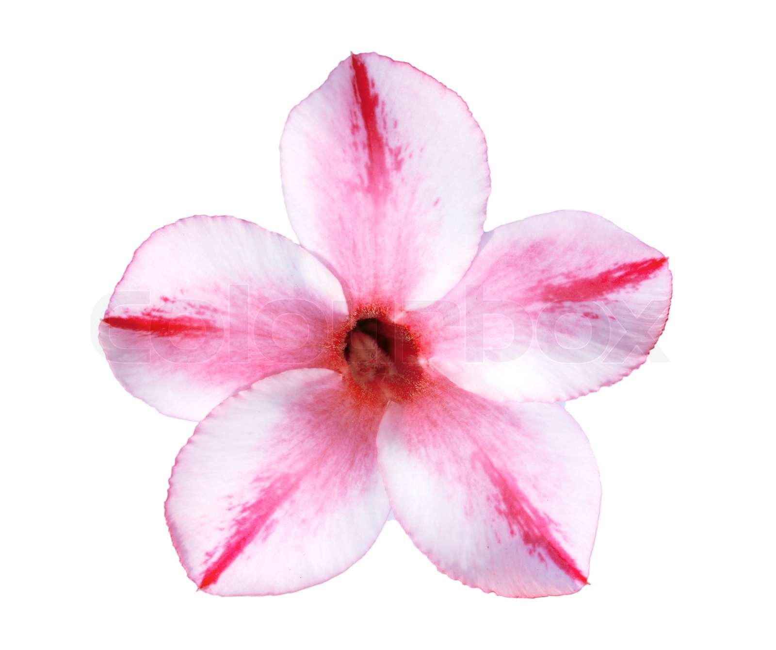 Single azalea flowers isolated | Stock image | Colourbox