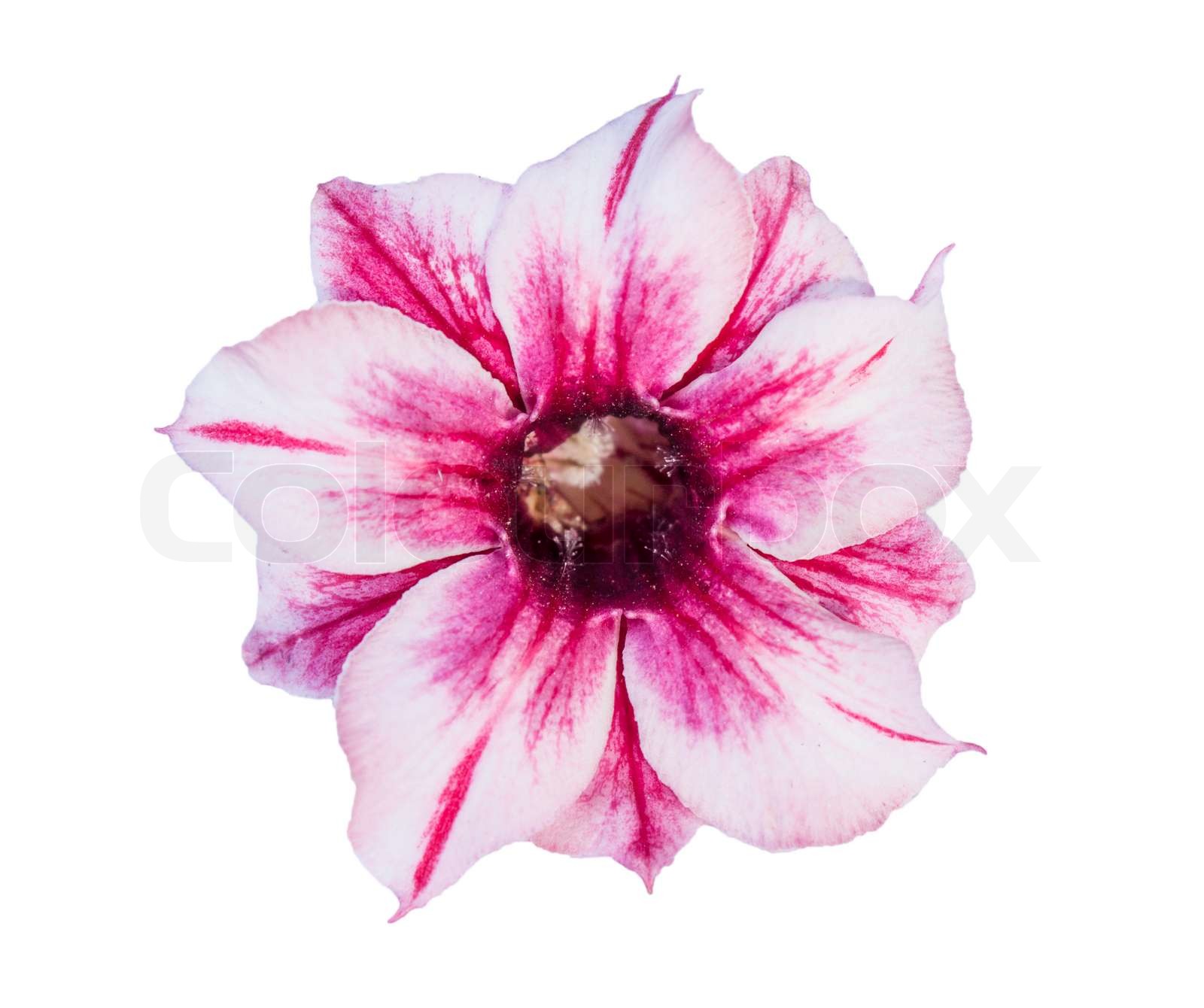 Single azalea flowers isolated | Stock image | Colourbox