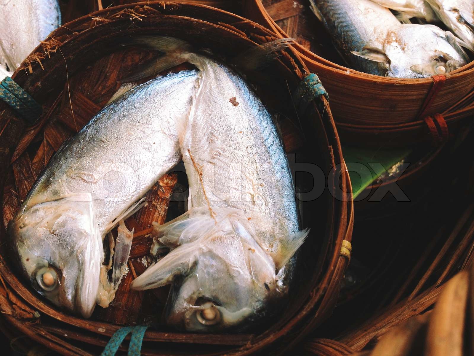 Mackerel fish | Stock image | Colourbox