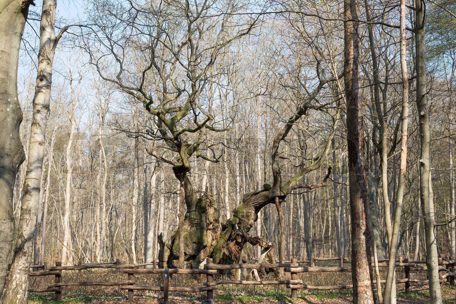 The kings oak tree, Kongeegen | Stock image | Colourbox