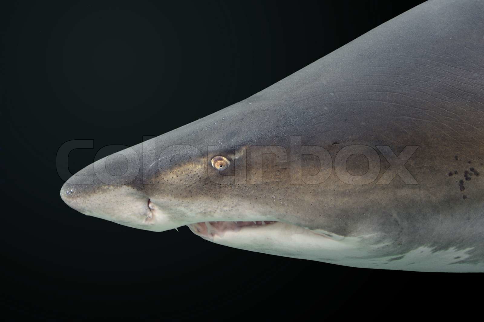 Underwater Aquaium | Stock image | Colourbox