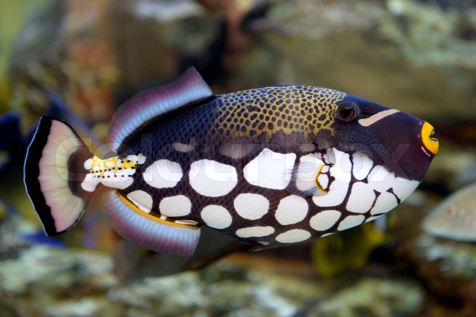 Underwater Aquaium | Stock image | Colourbox