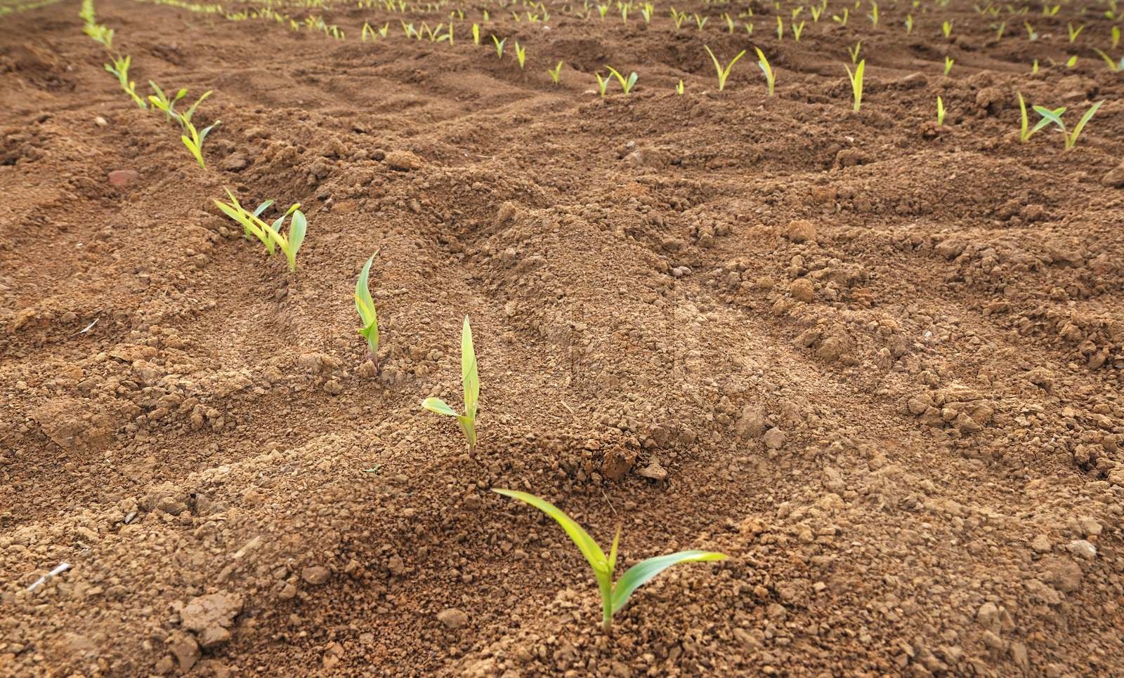 row of seedlings of corn | Stock image | Colourbox