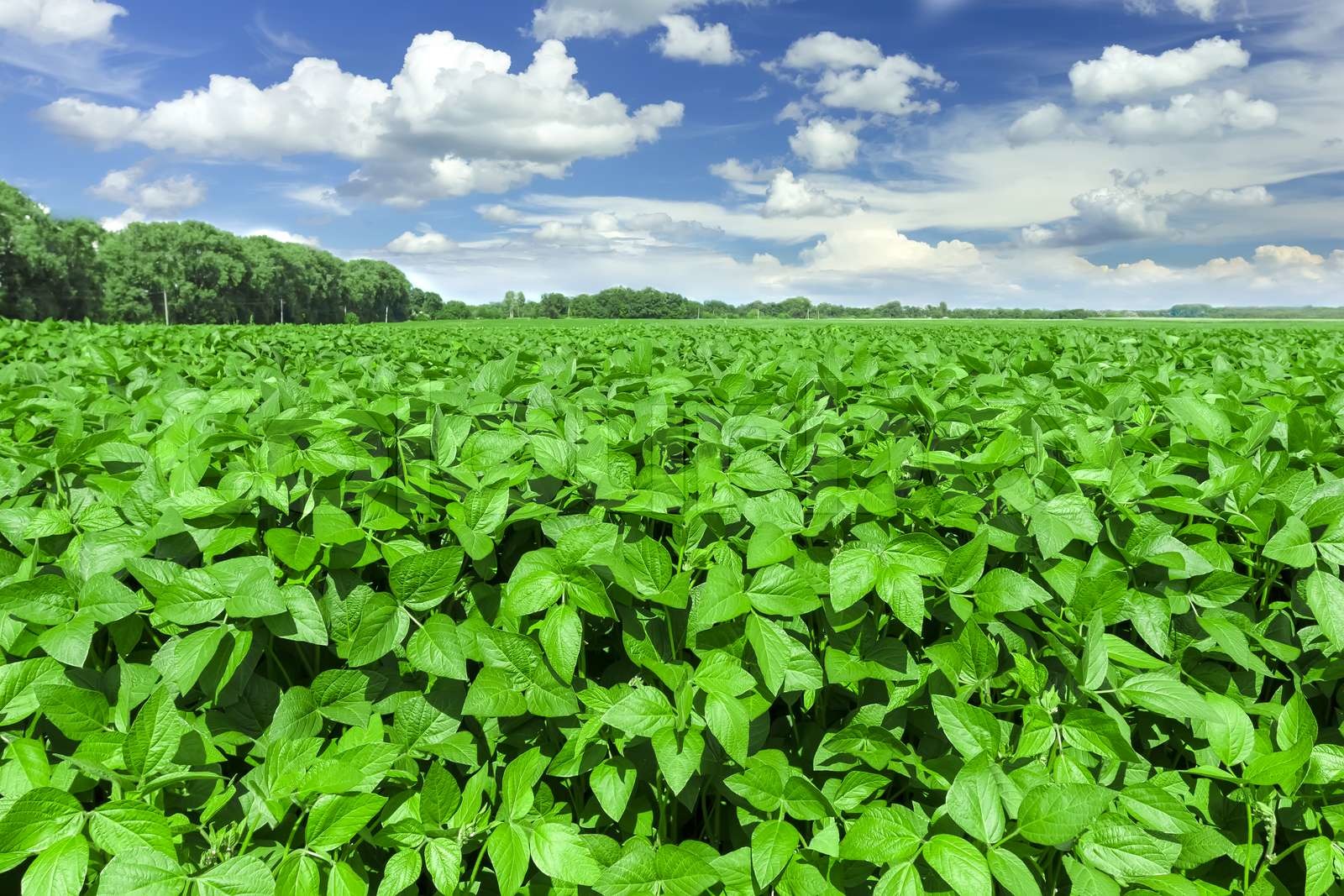 Soybean field | Stock image | Colourbox