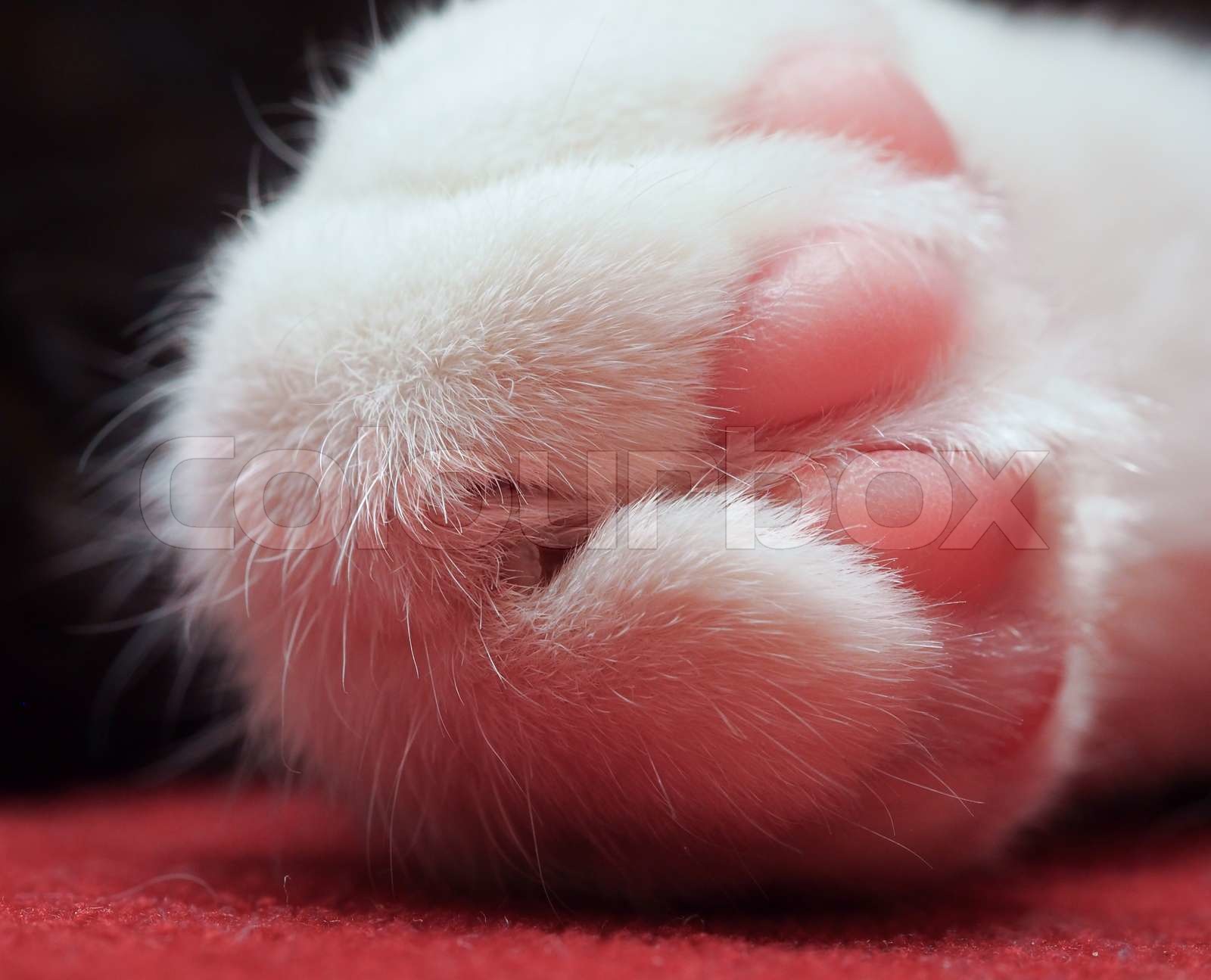 Cat paw | Stock image | Colourbox