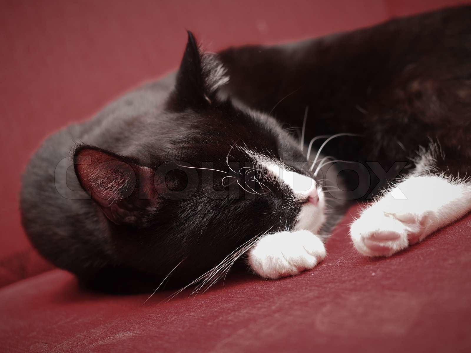 Schlafende Katze | Stock Bild | Colourbox