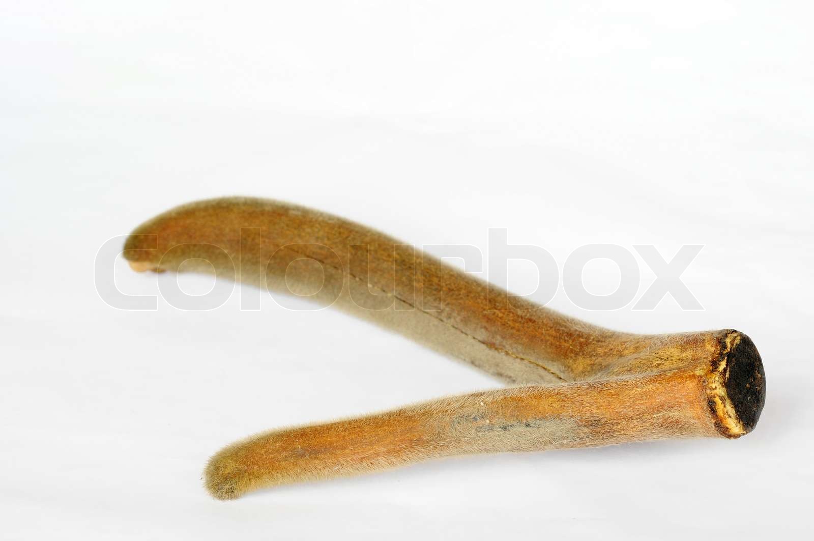 Pilose antler | Stock image | Colourbox