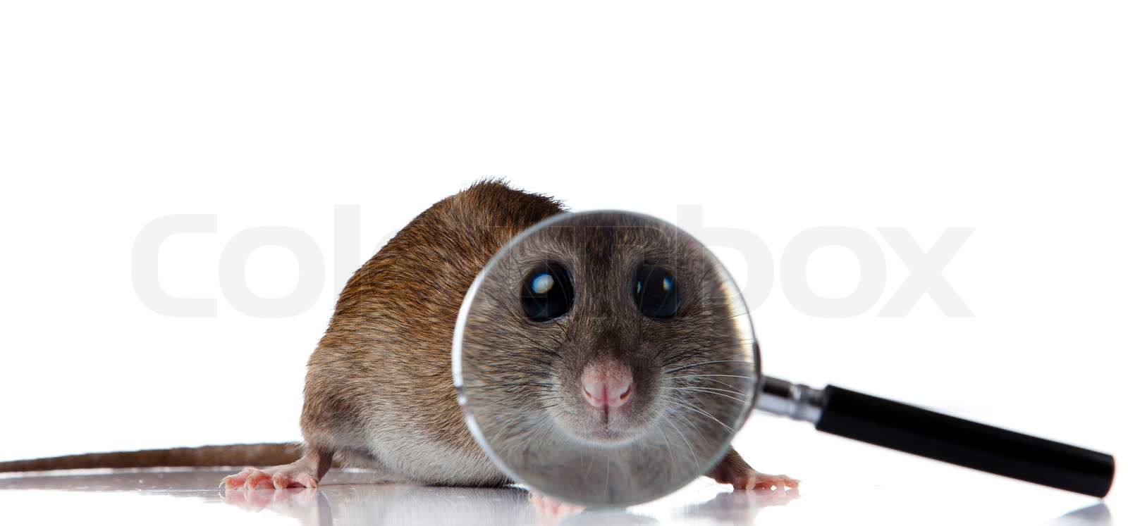 lustig überrascht Ratte. lustige Ratte isoliert auf weißem Hintergrund ...