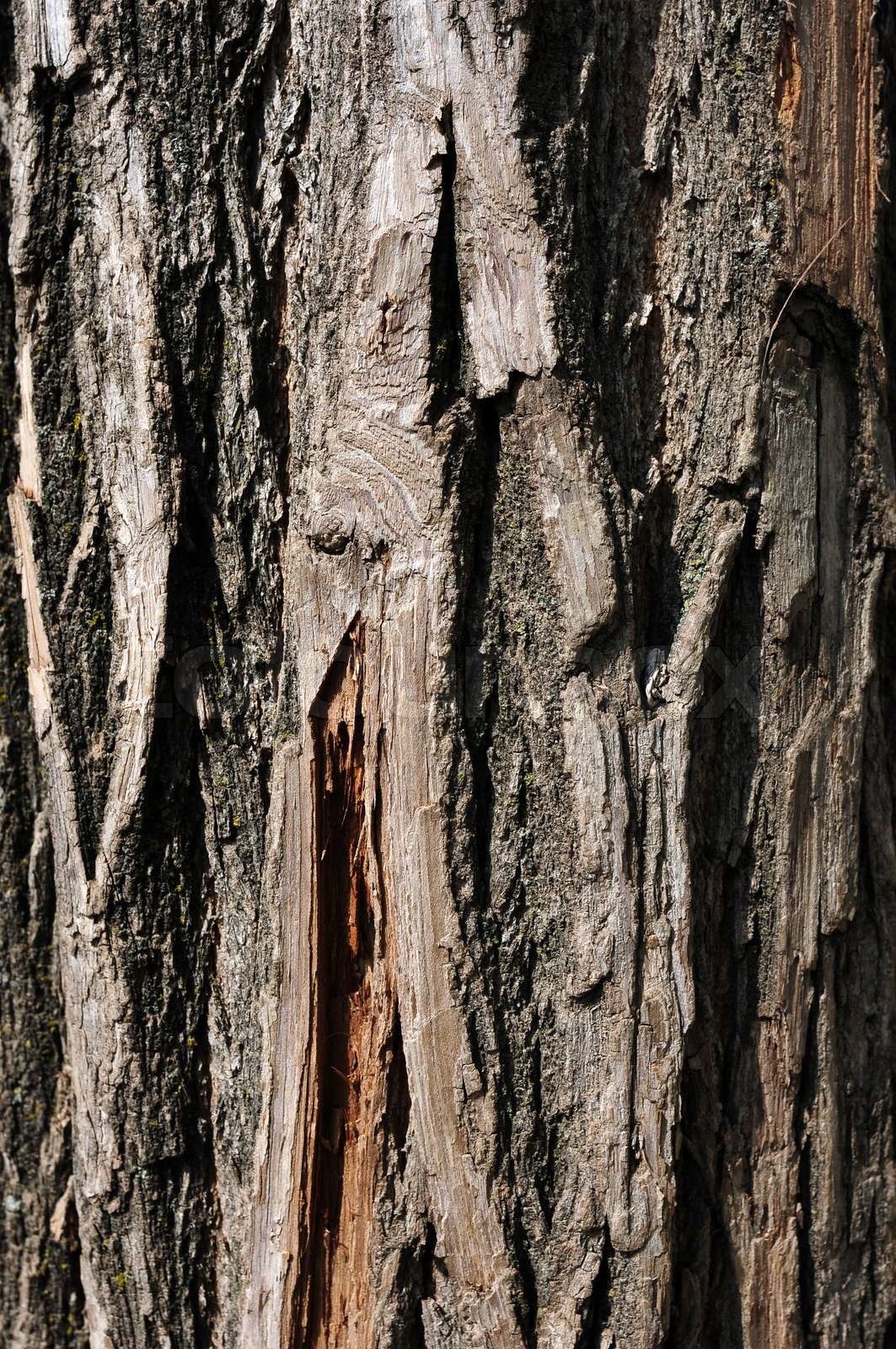 Baumrinde | Stock Bild | Colourbox