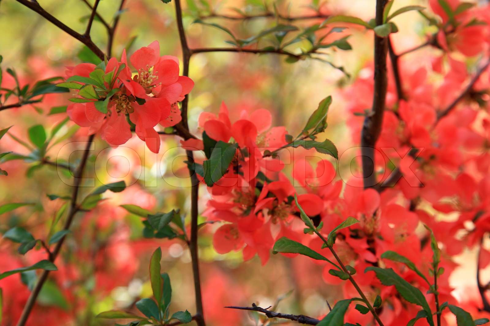 Japanese flowering quince branches. | Stock image | Colourbox