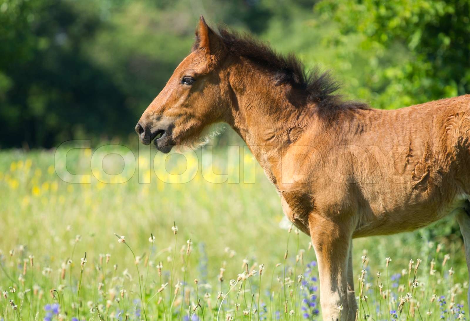 Beautiful foal | Stock image | Colourbox