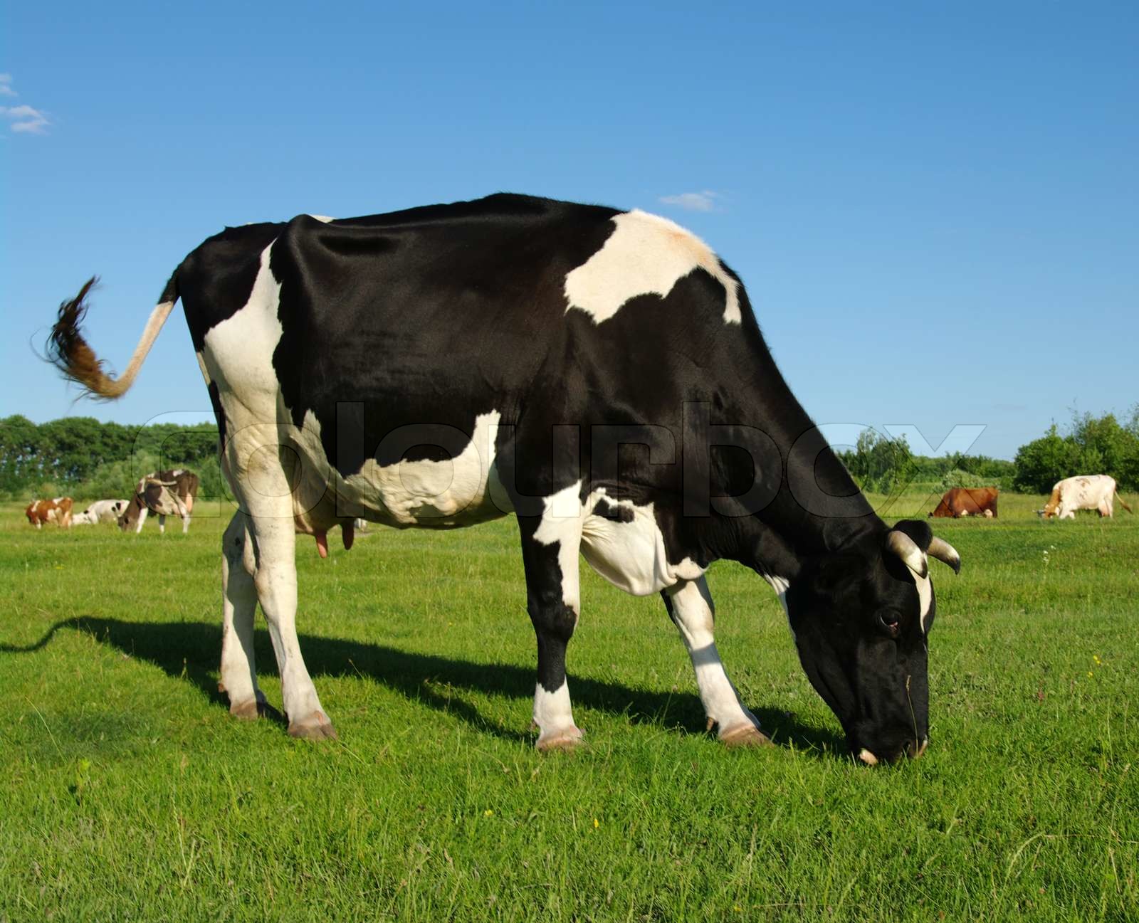 Cow | Stock image | Colourbox