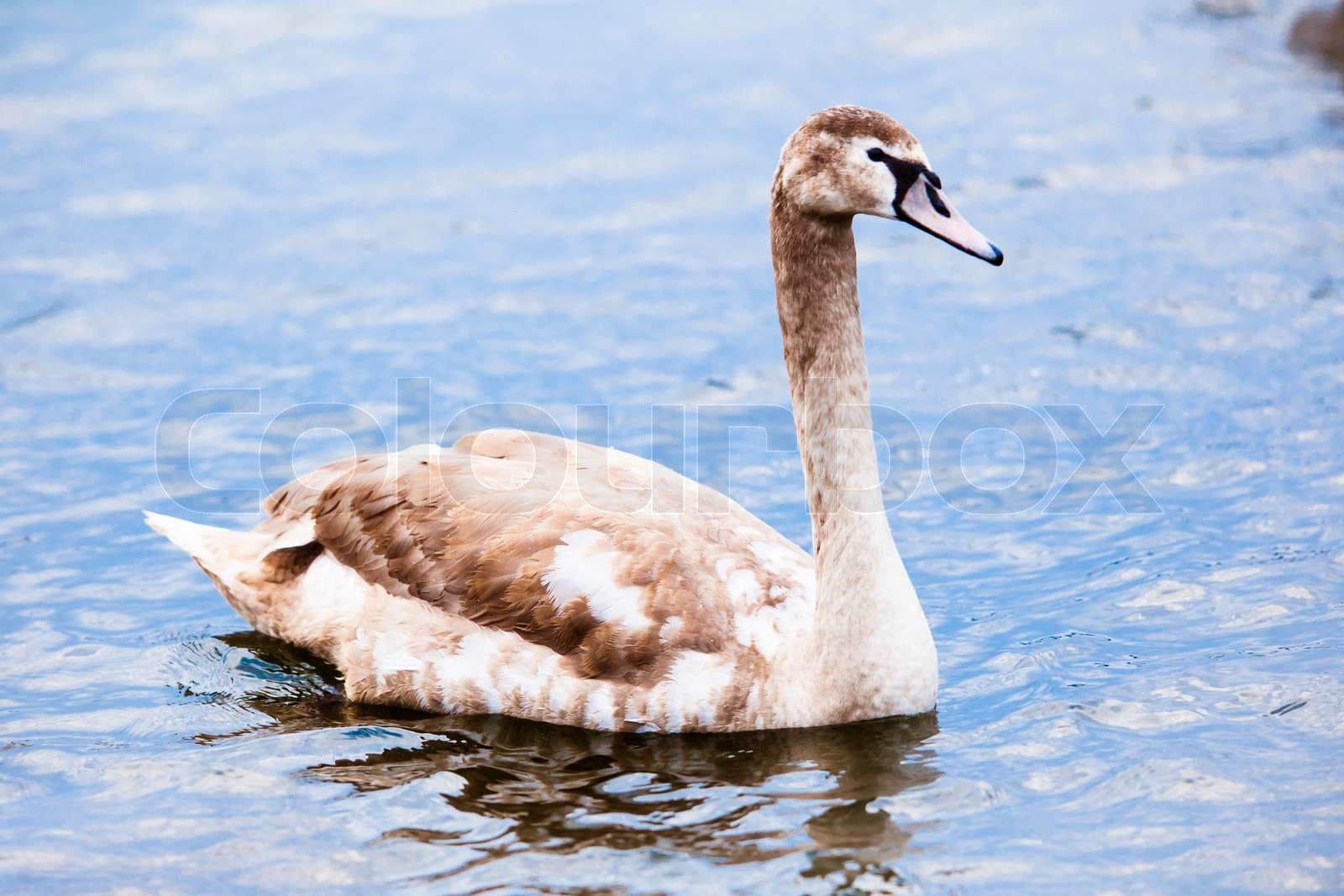 Young Swan. | Stock image | Colourbox
