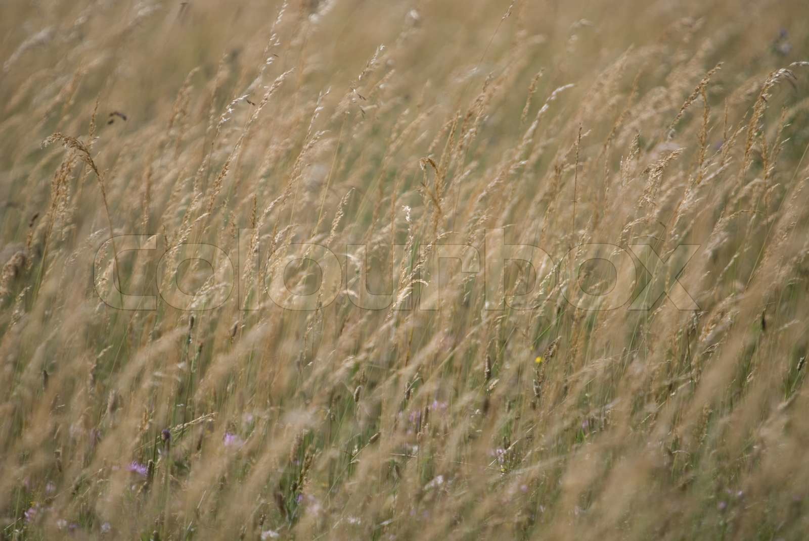 wind in grass | Stock image | Colourbox