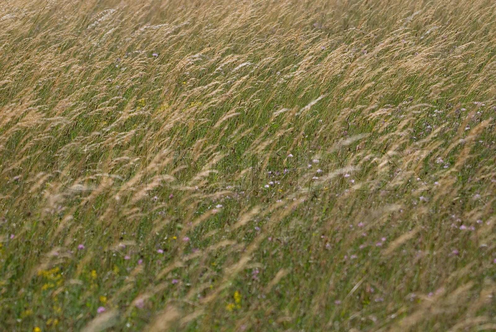 wind in grass | Stock image | Colourbox