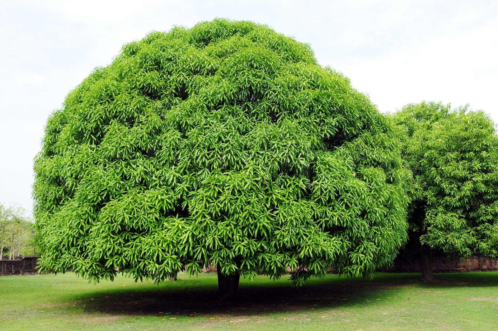 Park detail round trees | Stock image | Colourbox
