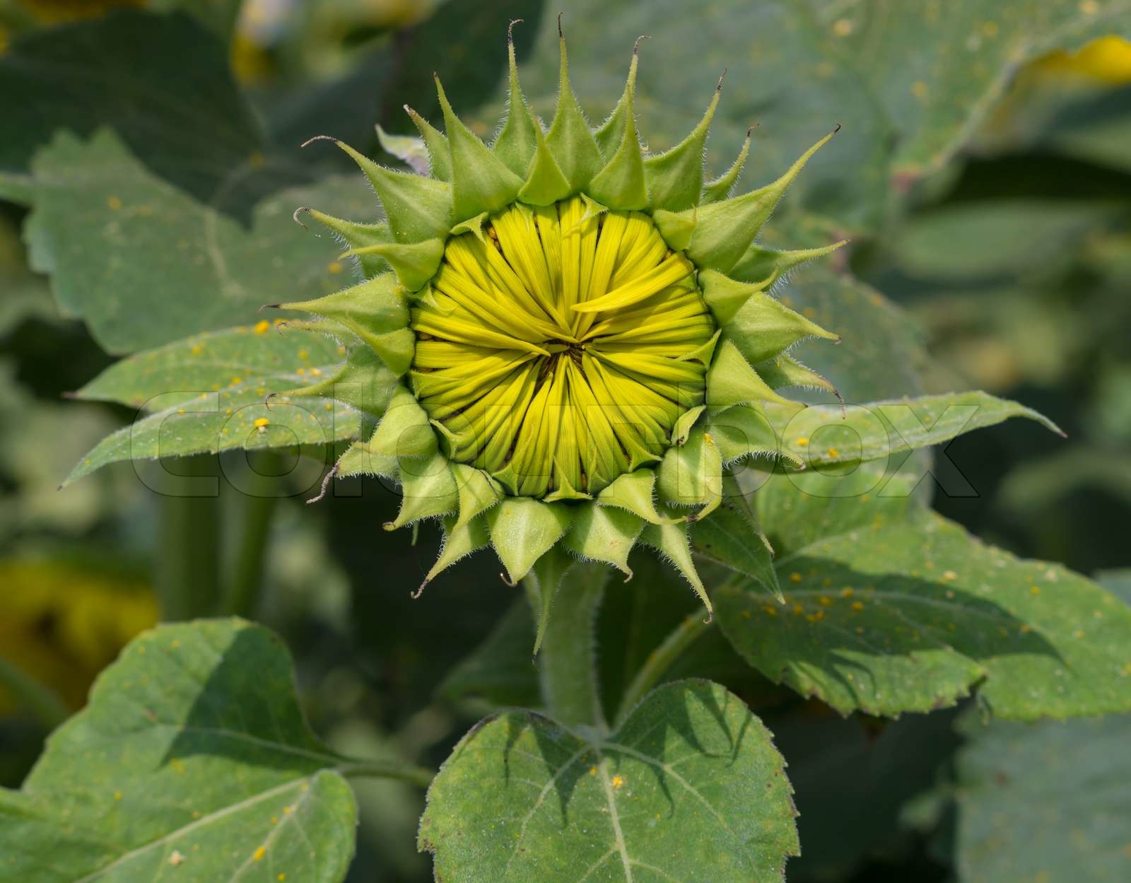 A baby Sunflower | Stock image | Colourbox