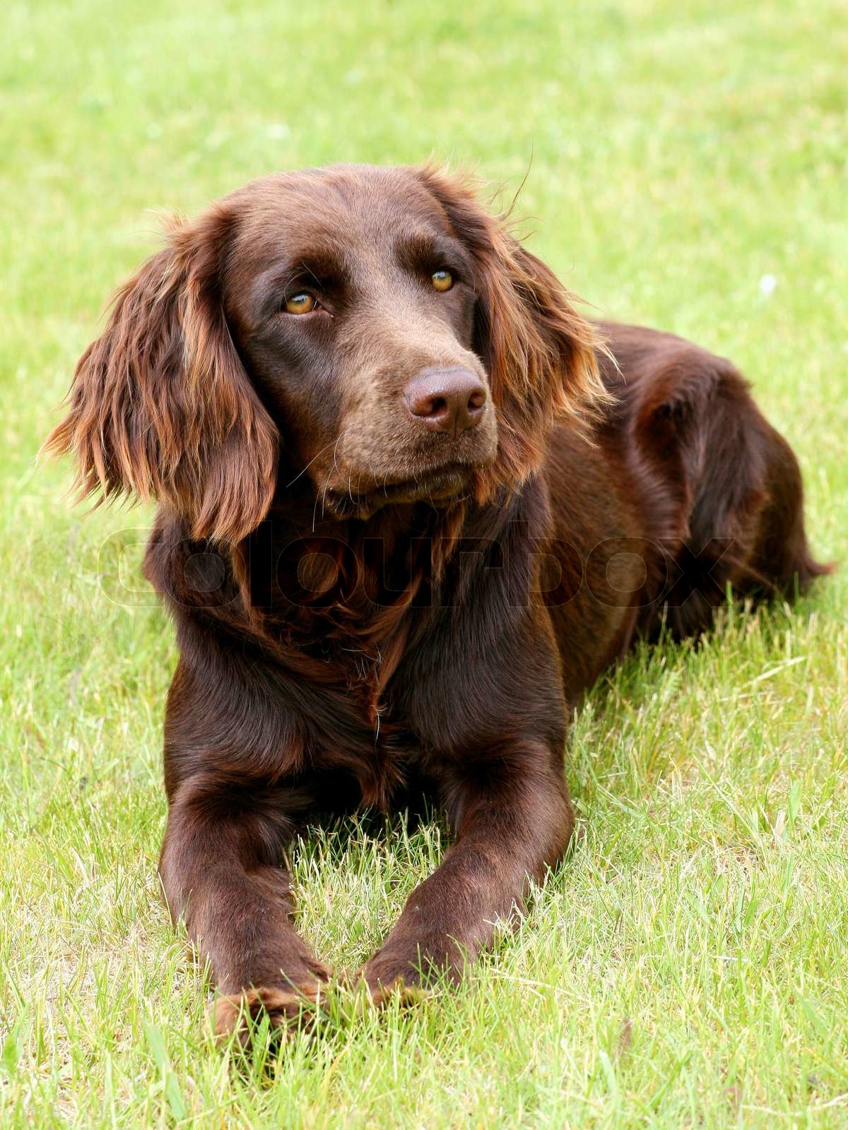 Portrait of German Spaniel dog | Stock image | Colourbox
