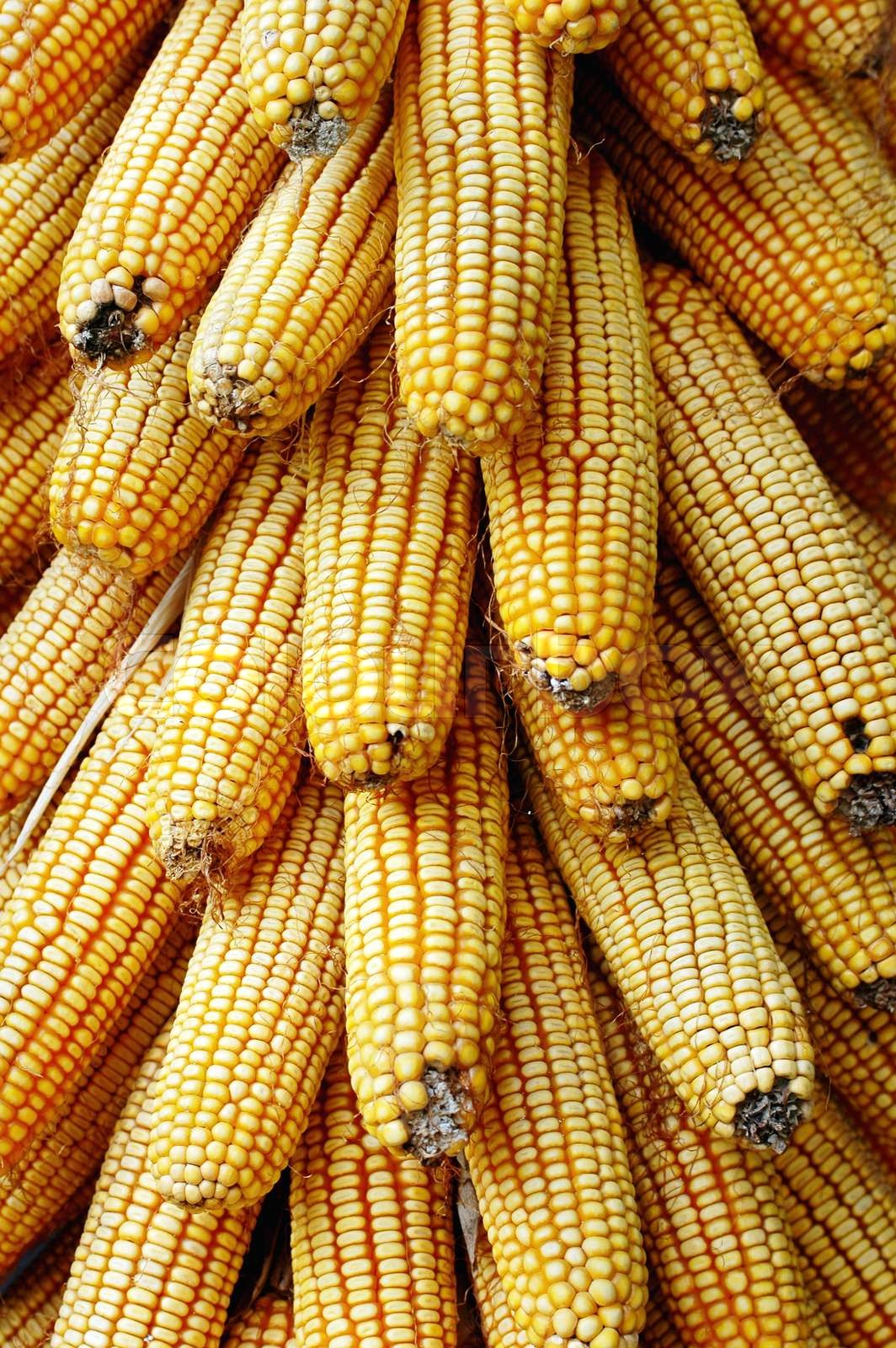Pile of corn cobs | Stock image | Colourbox