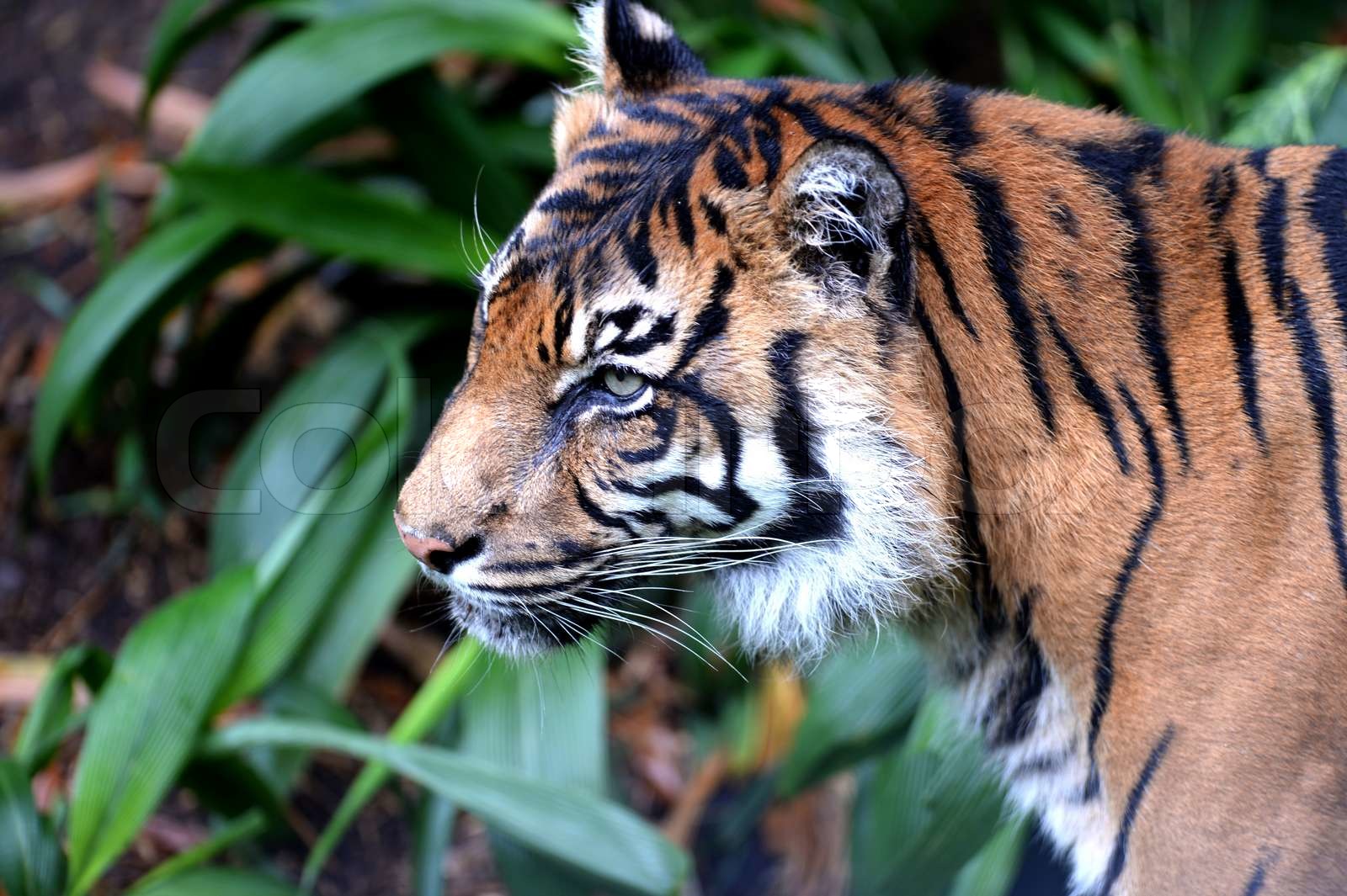 Sumatran Tiger | Stock image | Colourbox