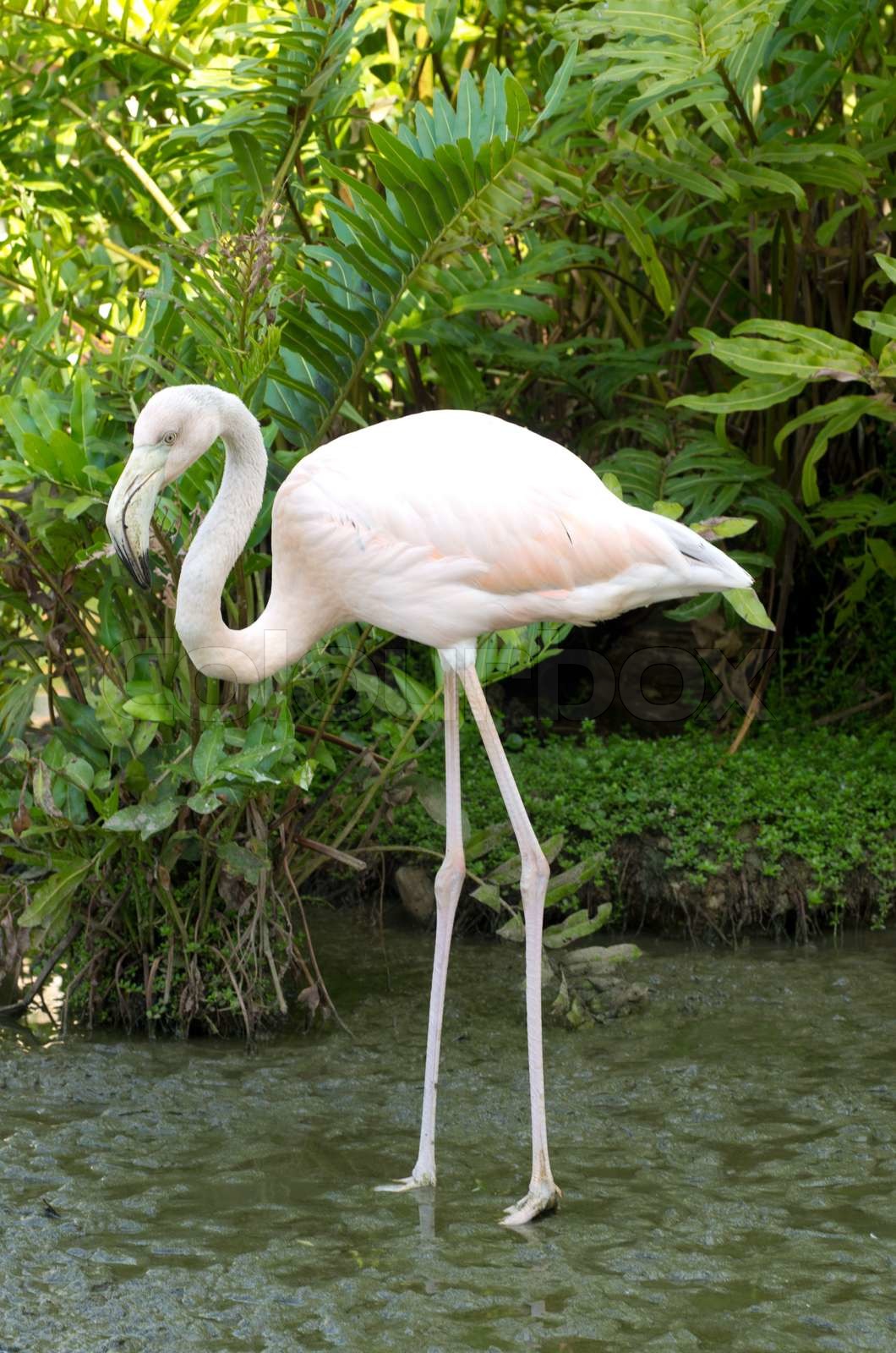 flamingos | Stock image | Colourbox